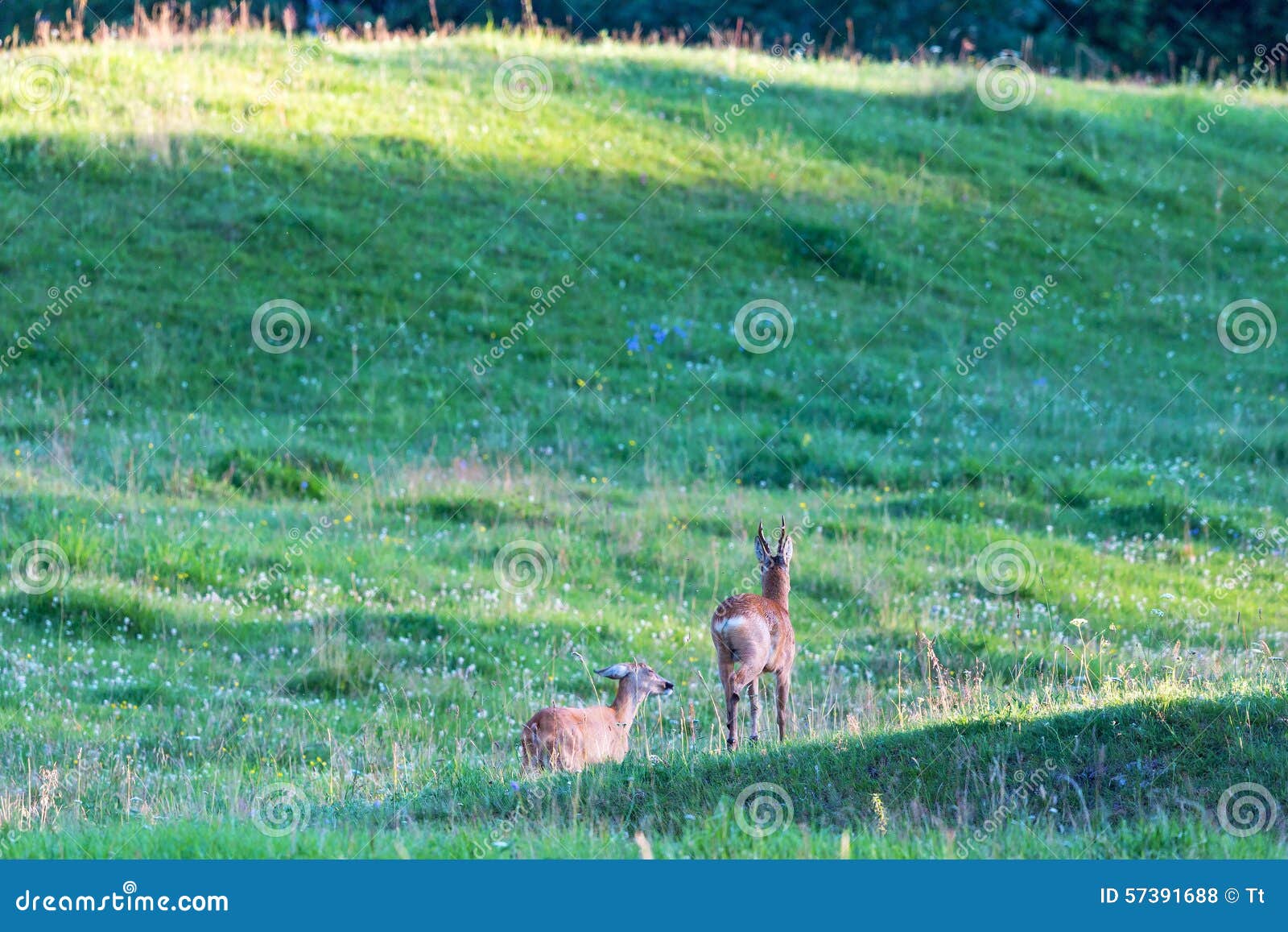 Deer in a meadow stock photo. Image of nature, deers - 57391688