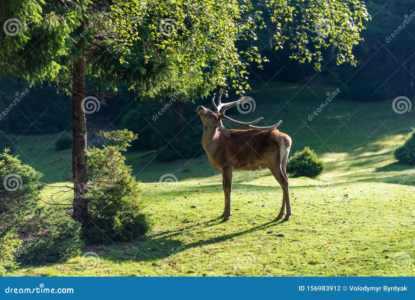 Deer on Meadow in Summer Time Stock Photo - Image of fall, mammal ...