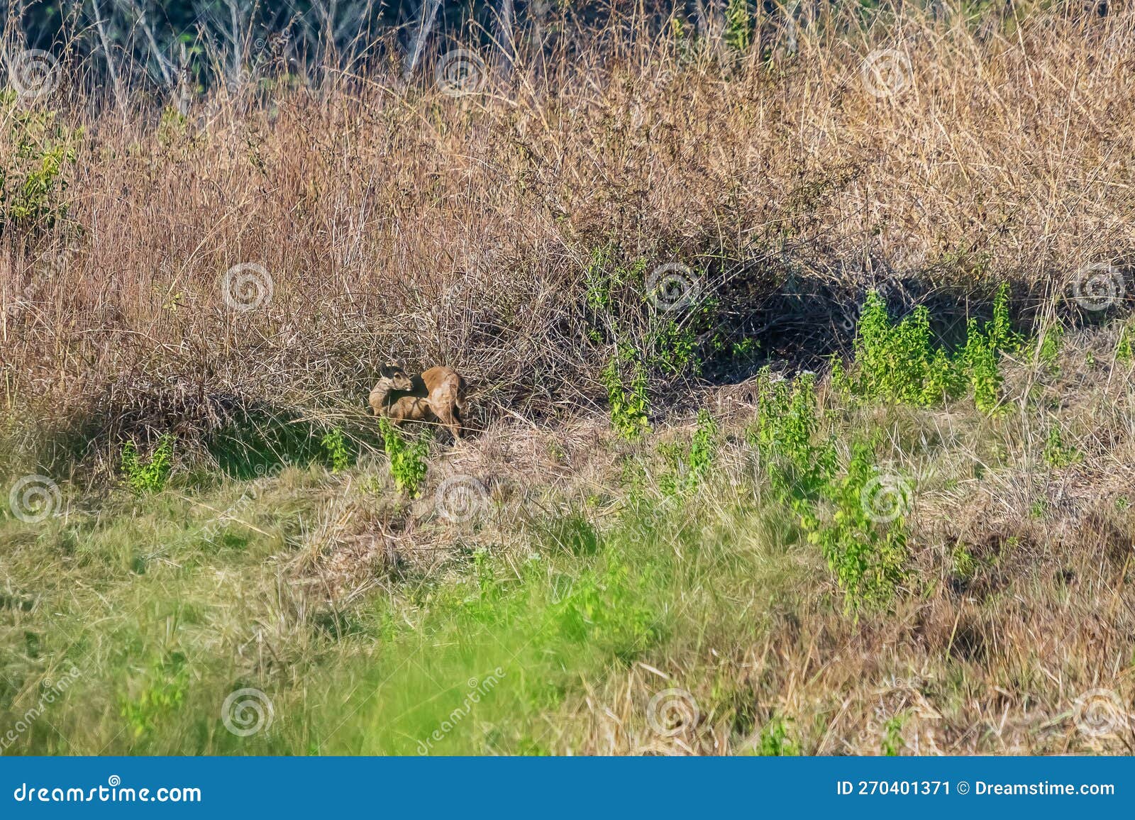 Deer in the Meadow Wildlife Conservation Area Stock Image - Image of ...
