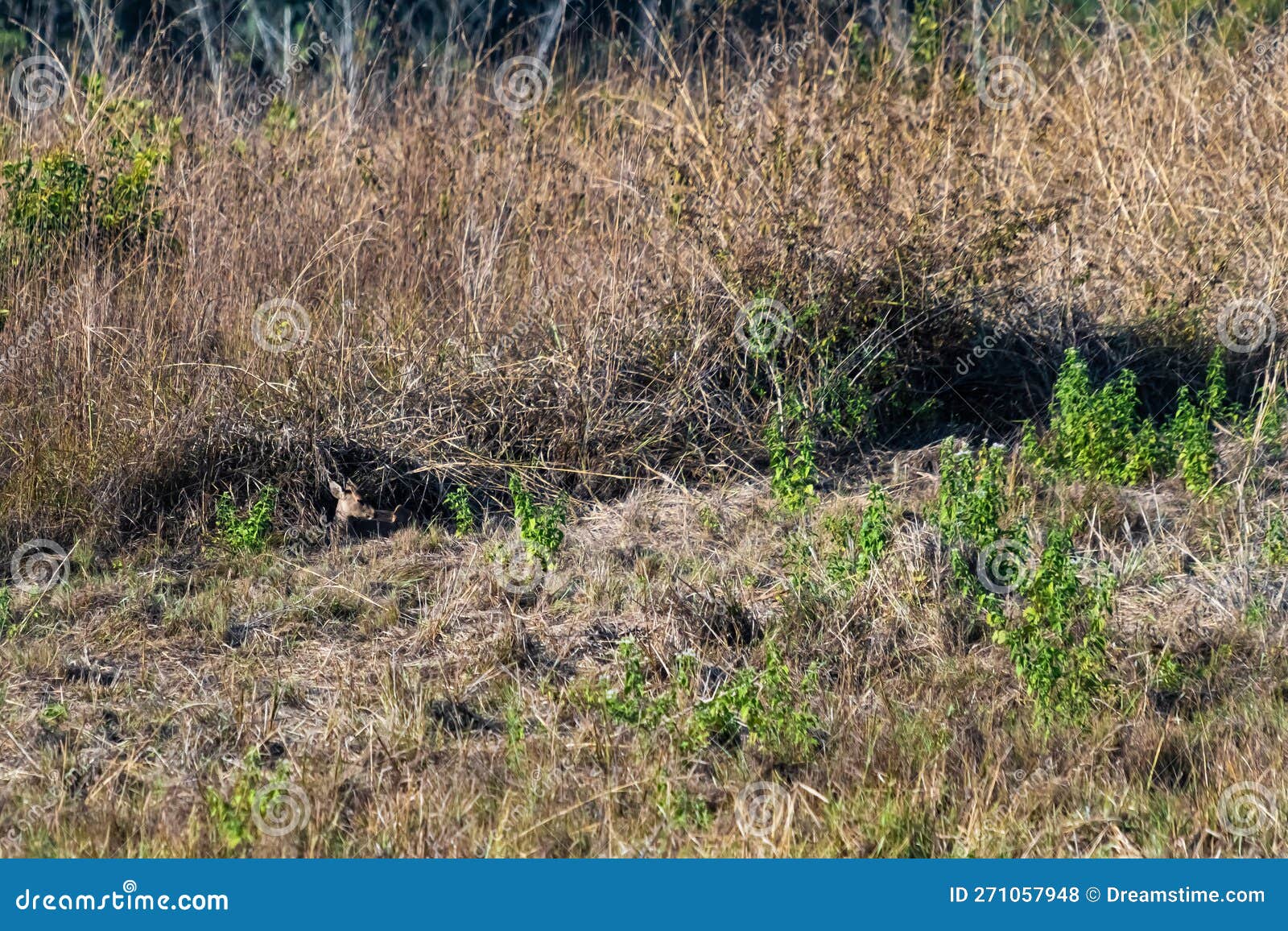 Deer in the Meadow Wildlife Conservation Area Stock Photo - Image of ...