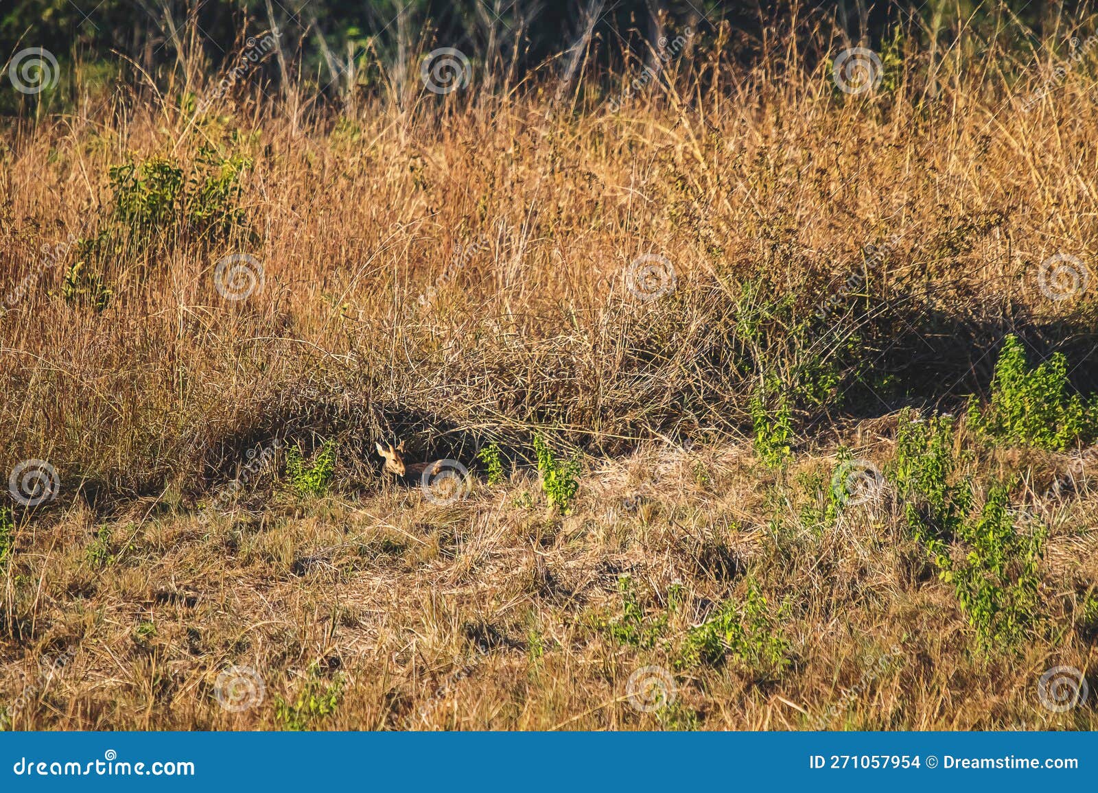 Deer in the Meadow Wildlife Conservation Area Stock Photo - Image of ...
