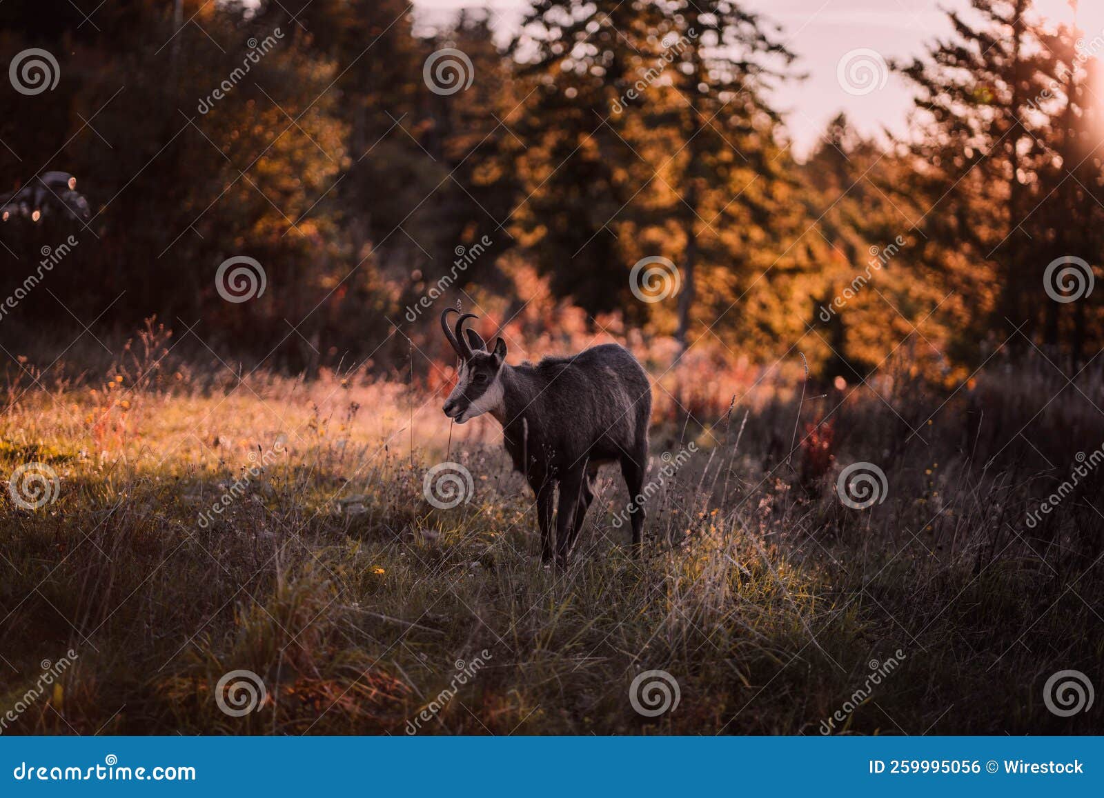 Deer on the Meadows in Geneva, Switzerland Editorial Photo - Image of ...