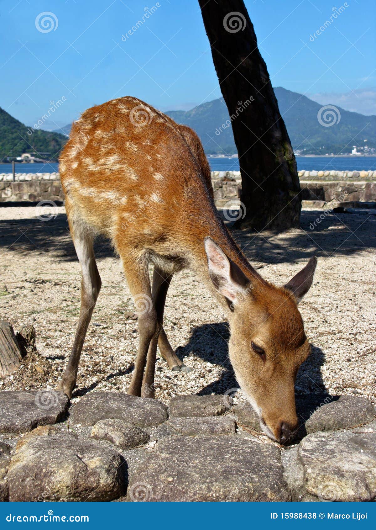 Deer in Miyajima stock photo. Image of neigh, ruminant - 15988438