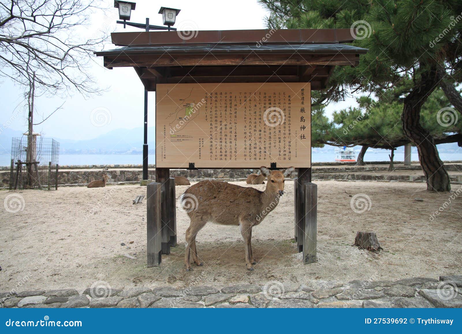 A deer on Miyajima island. stock photo. Image of shrine - 27539692