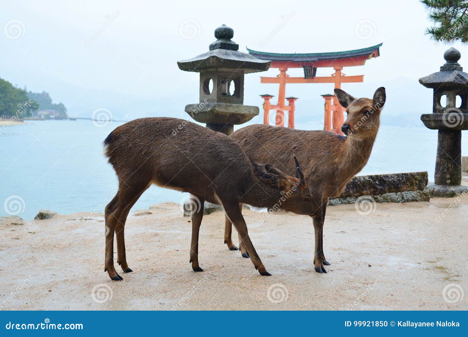 Deer on Miyajima Island stock photo. Image of wild, animals - 99921850