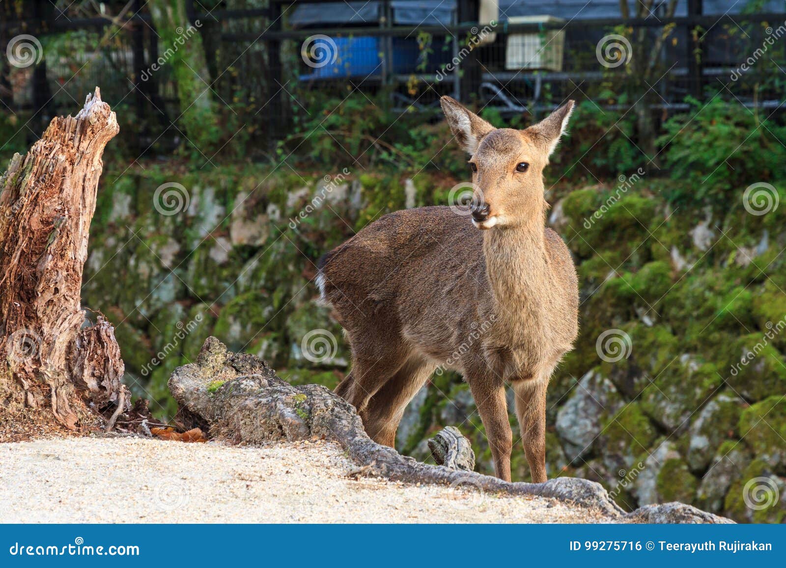 Deer on Miyajima island stock photo. Image of park, tourist - 99275716