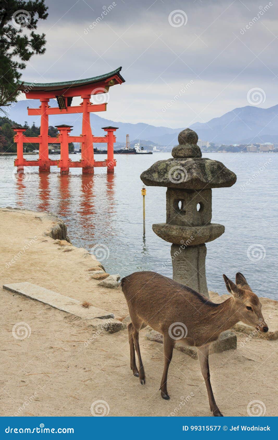 Deer in Miyajima Island stock image. Image of background - 99315577