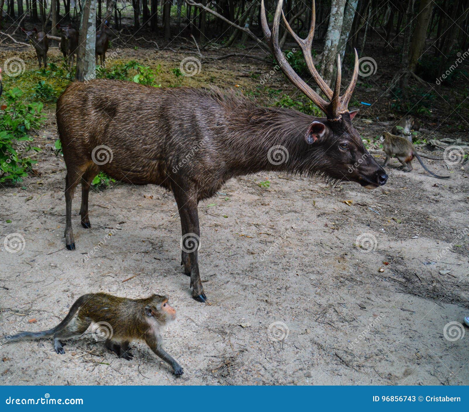 Deer and monkey stock image. Image of tree, walking, side - 96856743