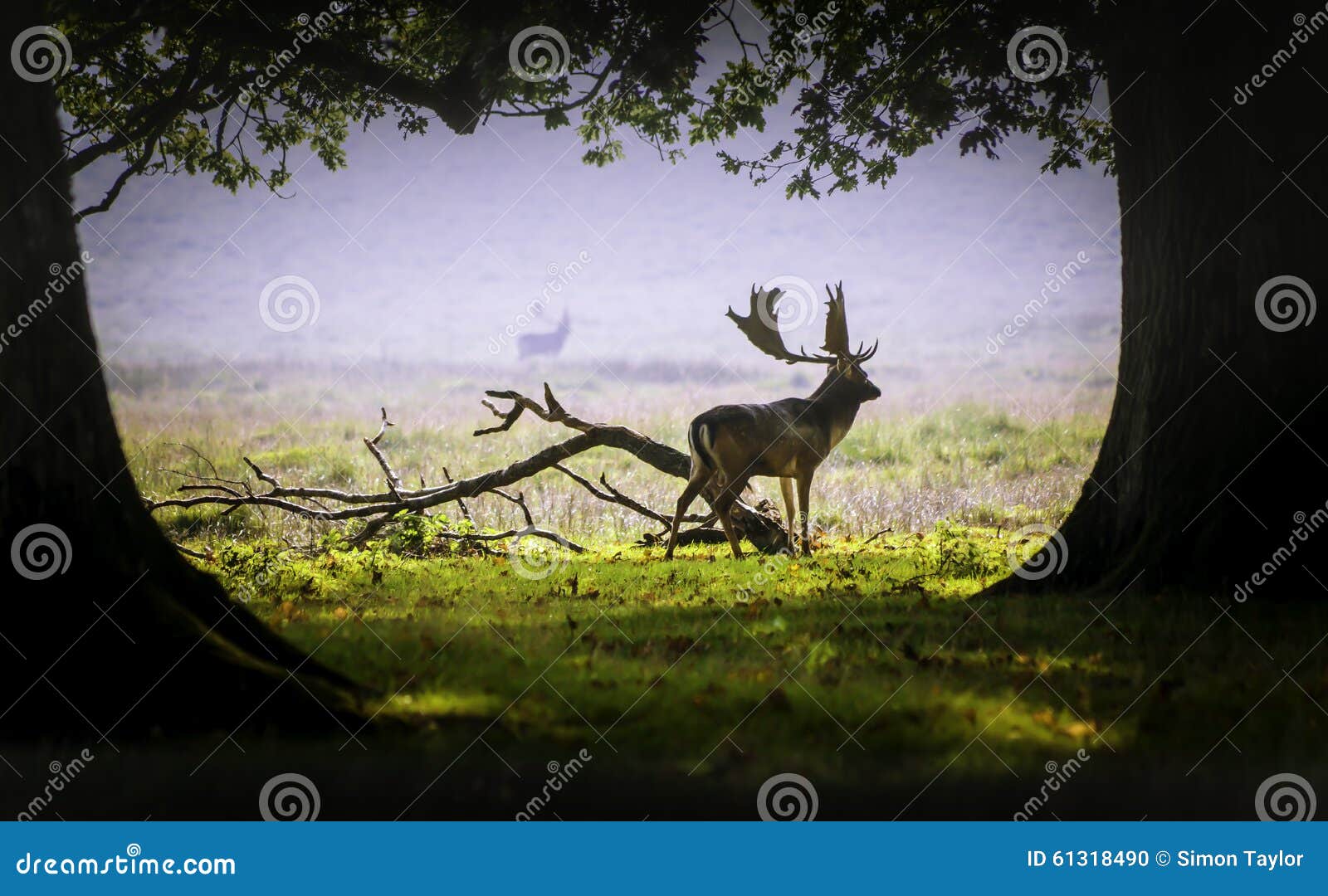 A deer in the morning mist stock photo. Image of covers - 61318490