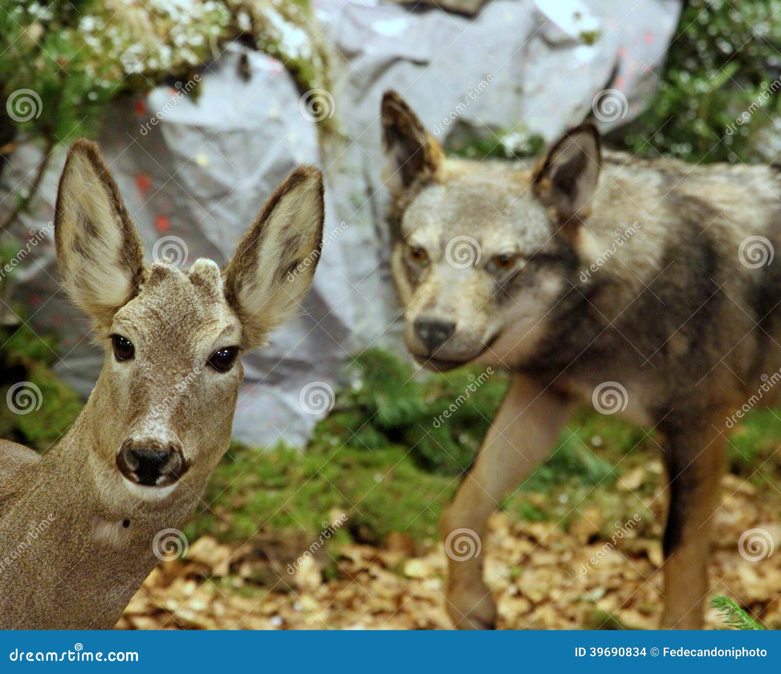 Deer in Mortal Danger with the Wolf Stock Photo - Image of hunting ...