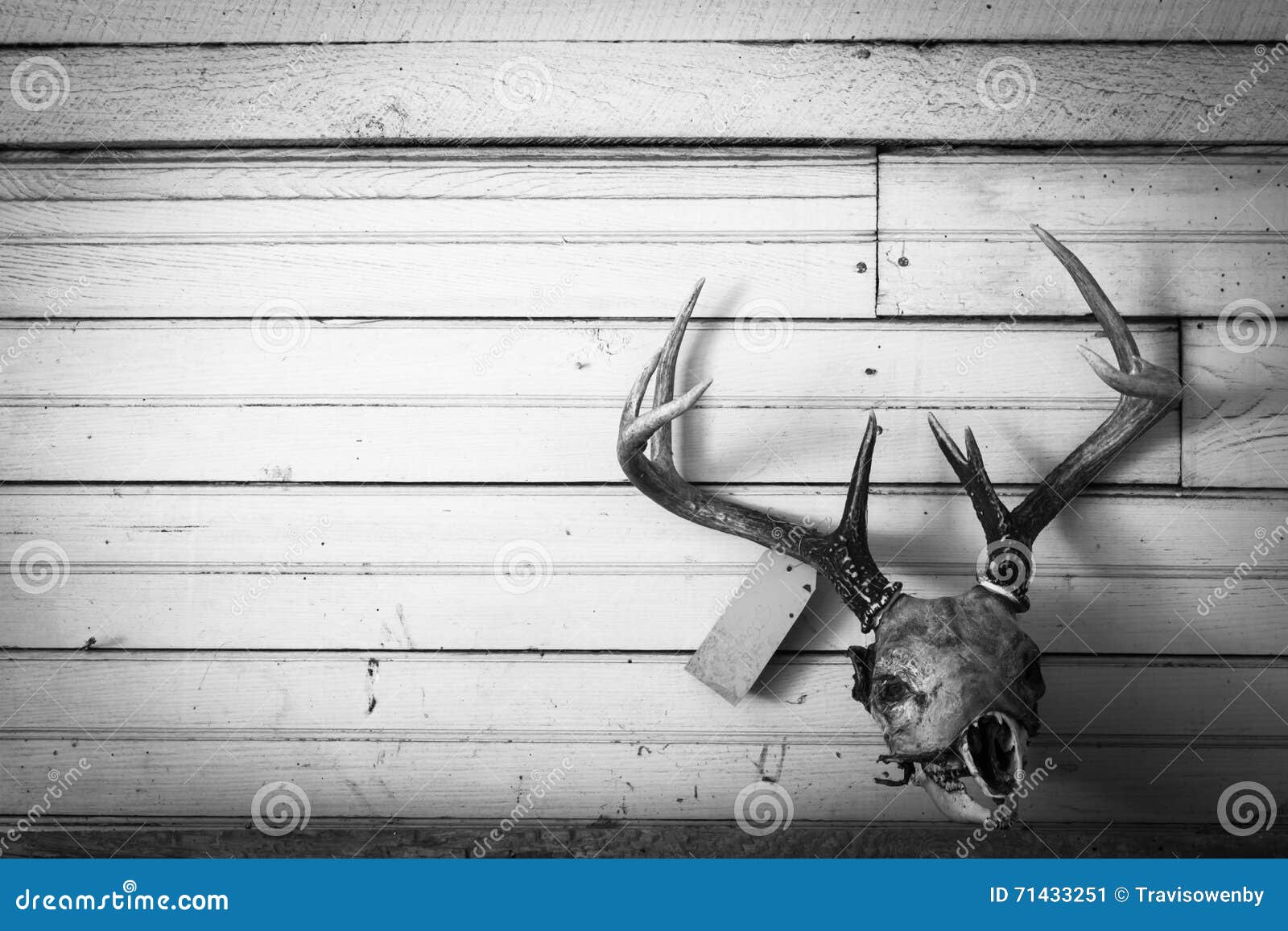 Deer Skull Photography
