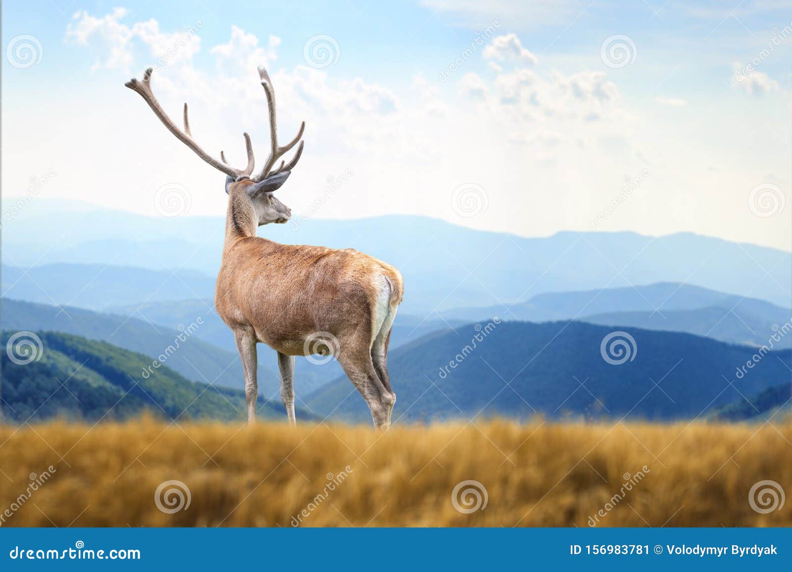 Deer on Mountain Background Stock Image - Image of background, autumn ...
