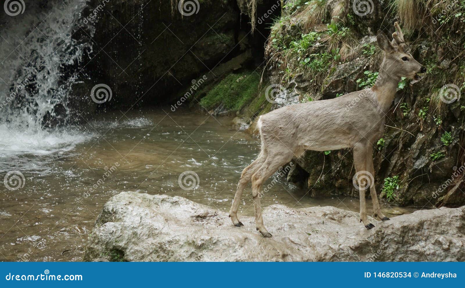 Deer at the Mountain Stream Stock Photo - Image of creek, careful ...