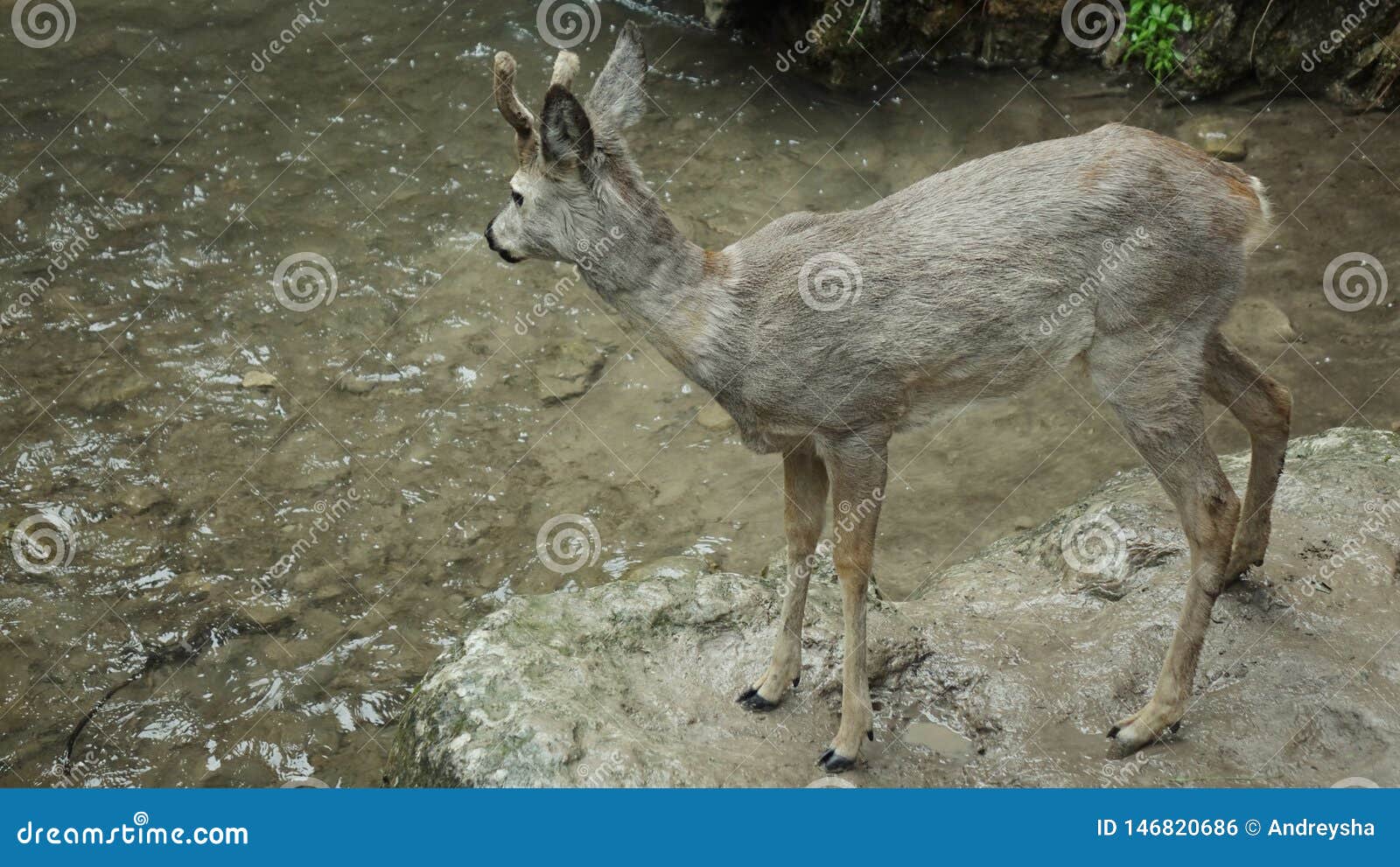 Deer at the Mountain Stream Stock Photo - Image of mountain, drinking ...