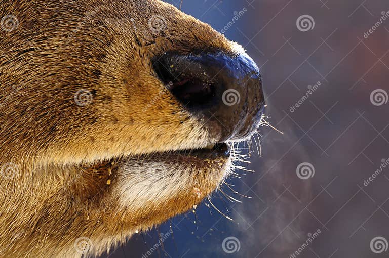 Deer mouth stock image. Image of deer, mouth, brown, features - 20563771