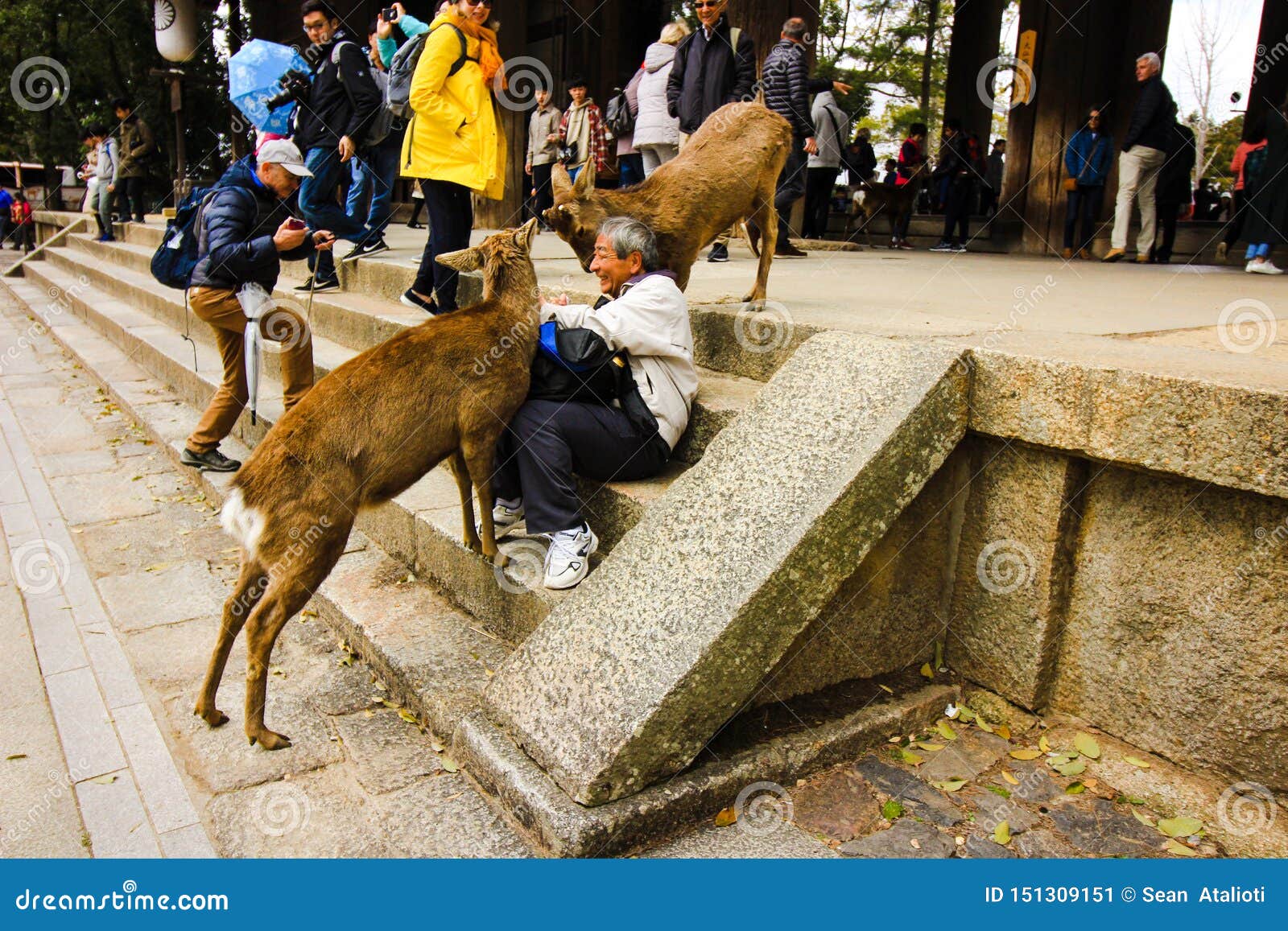 Two Bowing Deer Feeding from the Man Sitting on the Temple Steps ...