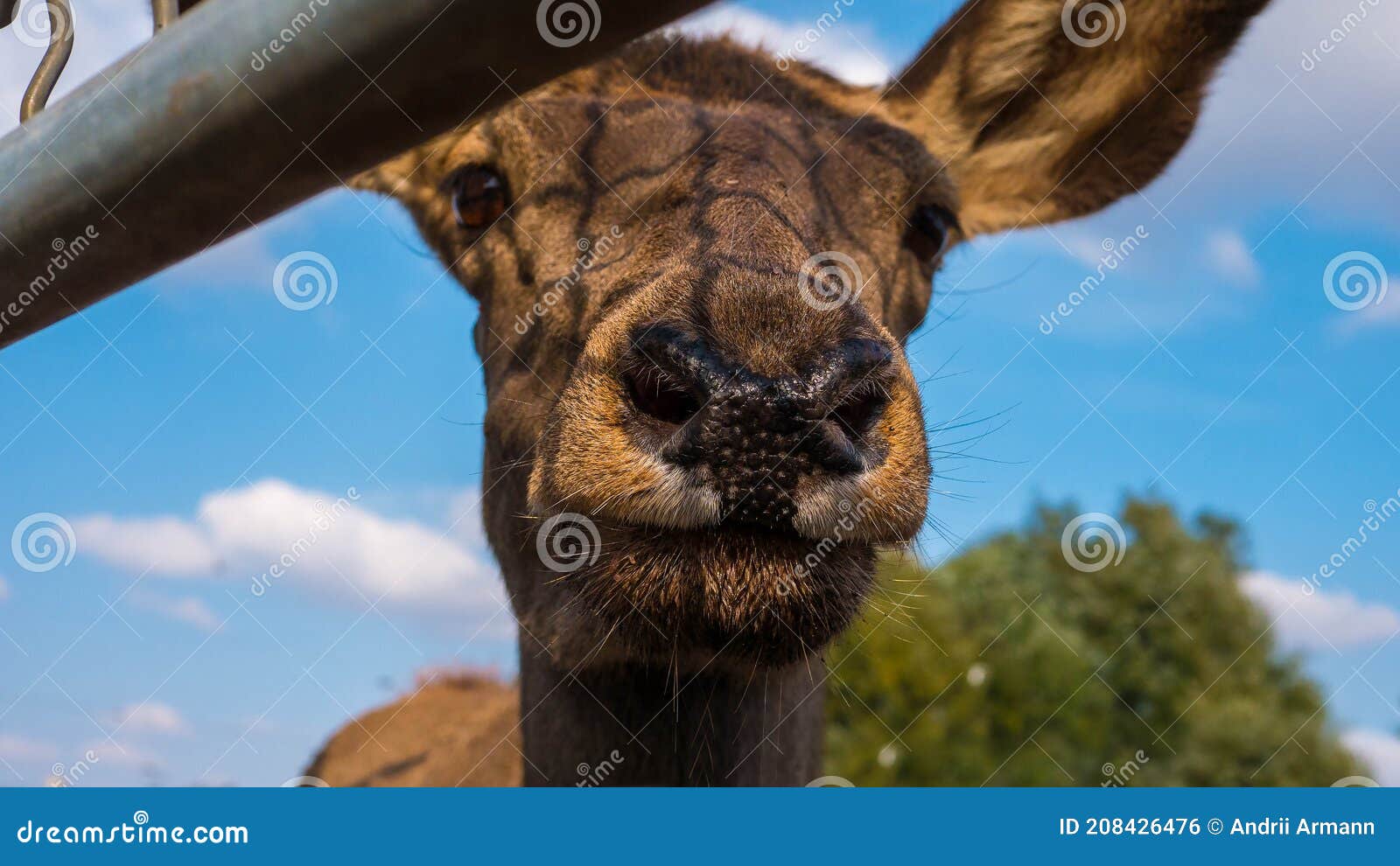 Deer Muzzle Close-up, Beautiful Young Deer. Stock Photo - Image of ...