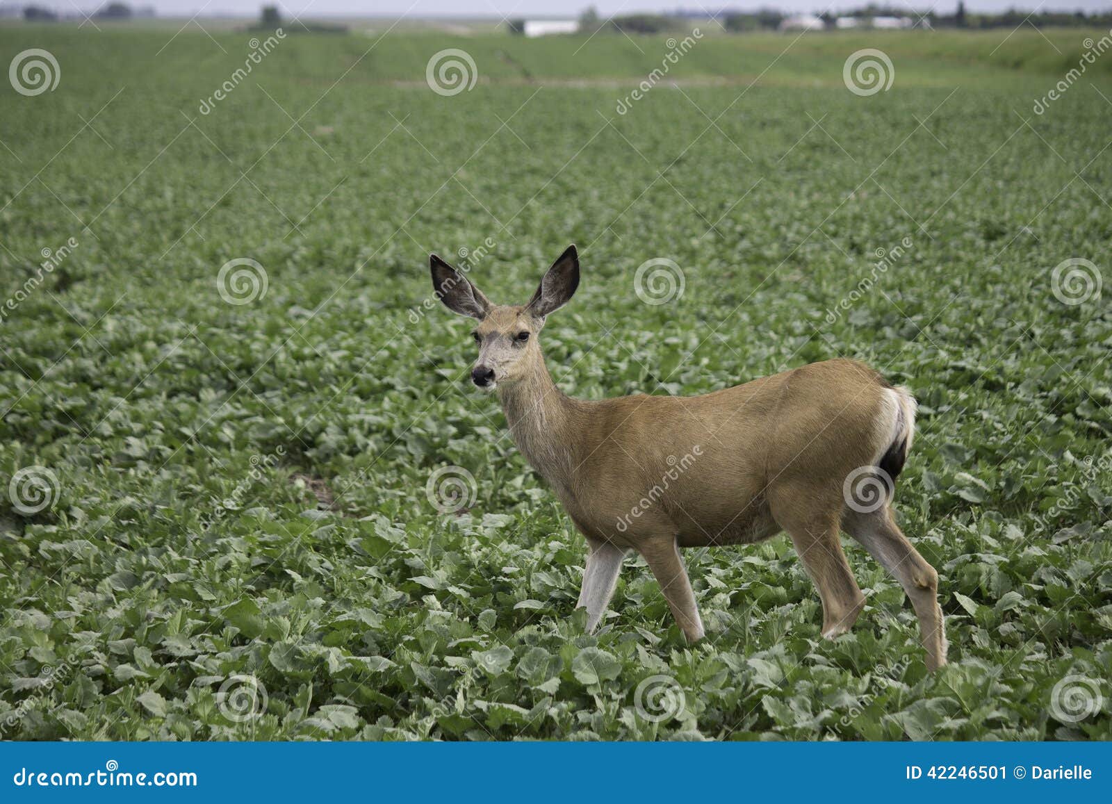 Deer My Crop Stock Photos - Free & Royalty-Free Stock Photos from ...