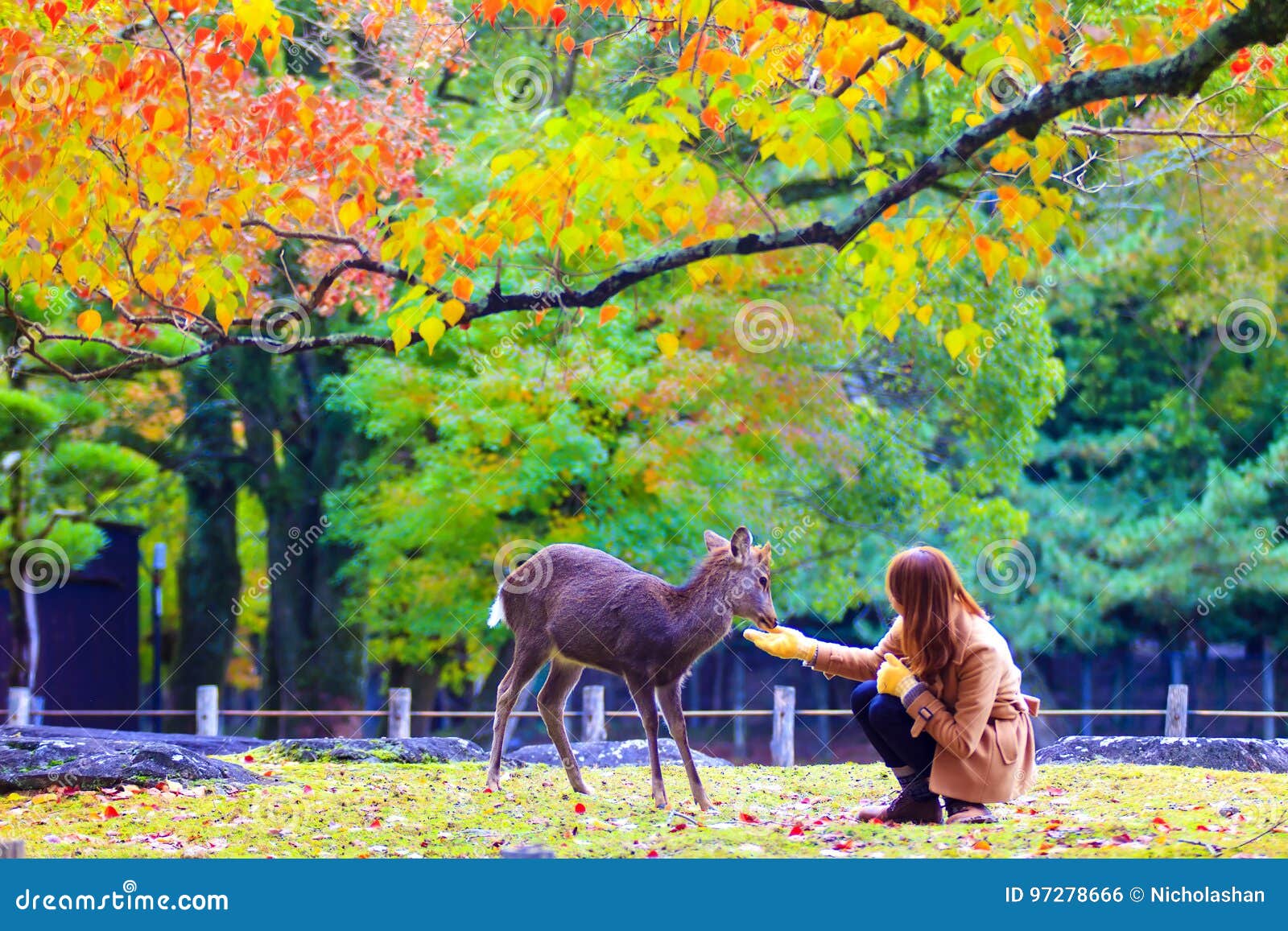 Deer of Nara at Fall Season, Nara Japan Stock Photo - Image of daytime ...
