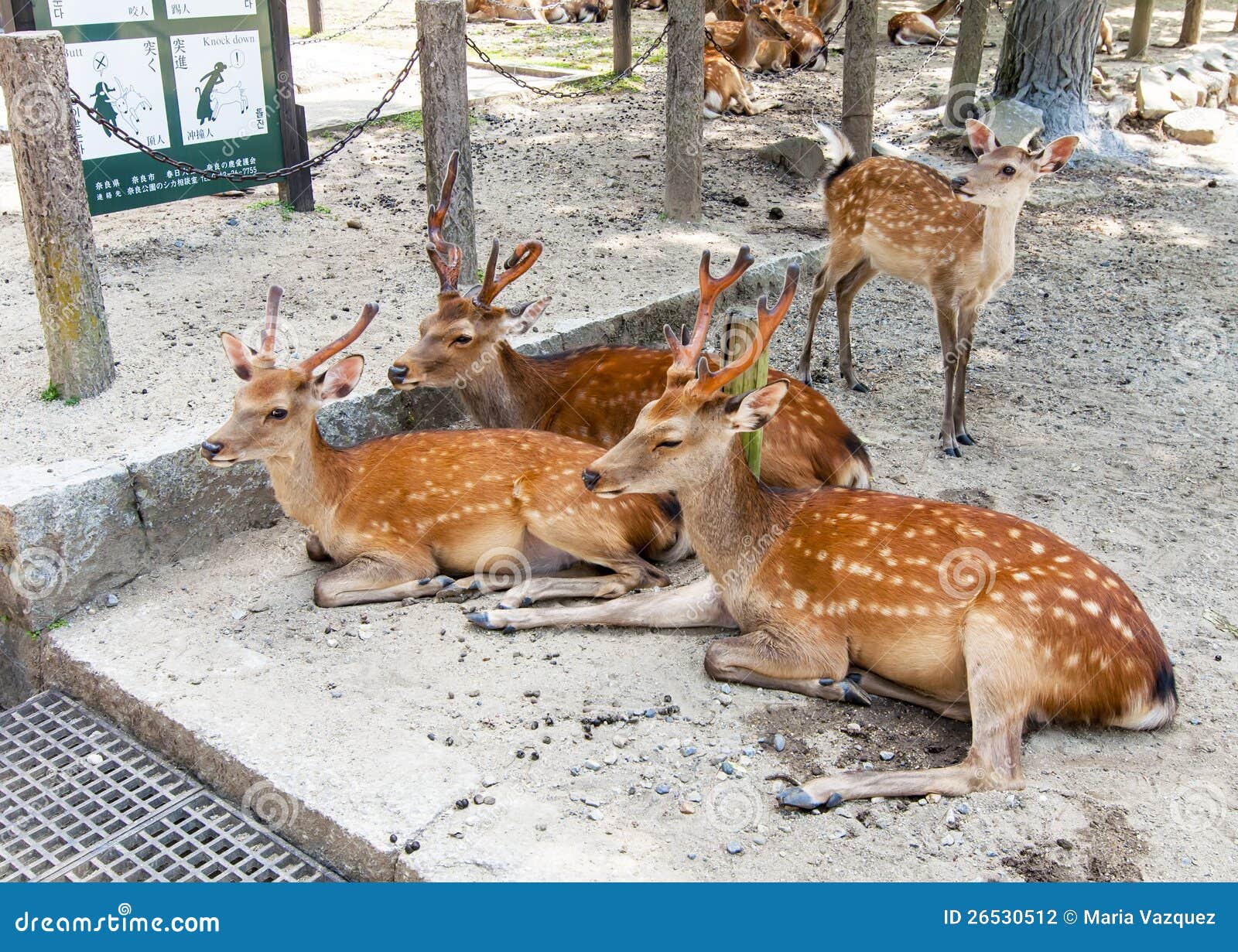 Deer in Nara, Japan stock photo. Image of culture, park - 26530512