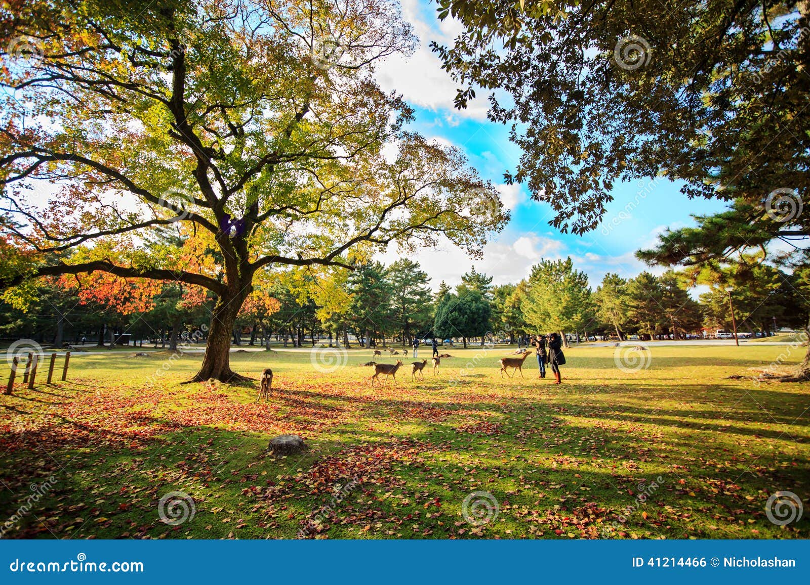 Deer in Nara, Japan, at Fall Stock Photo - Image of tree, animal: 41214466