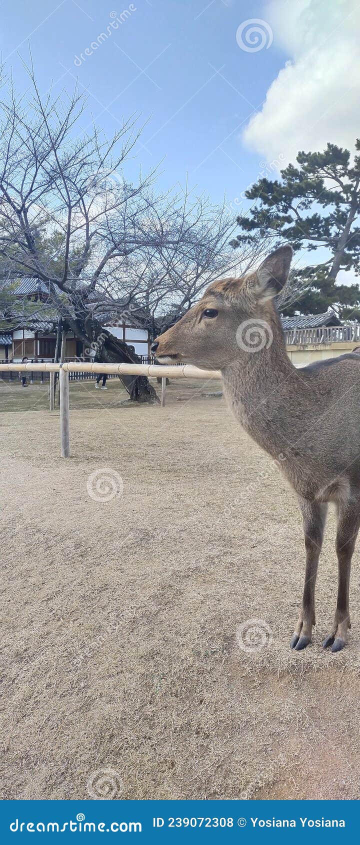Deer at Nara Park in Winter Stock Photo - Image of winter, park: 239072308