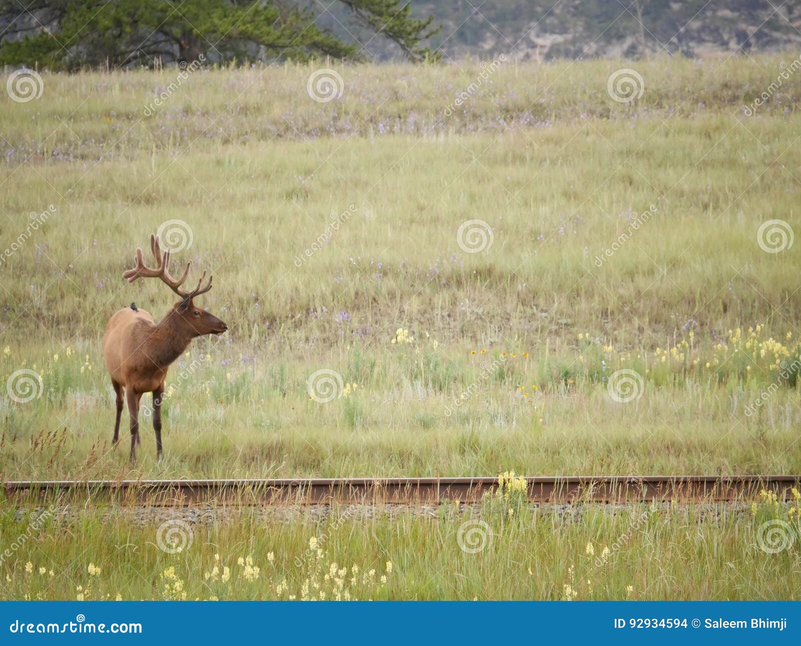 Deer in National Park stock photo. Image of banff, park - 92934594
