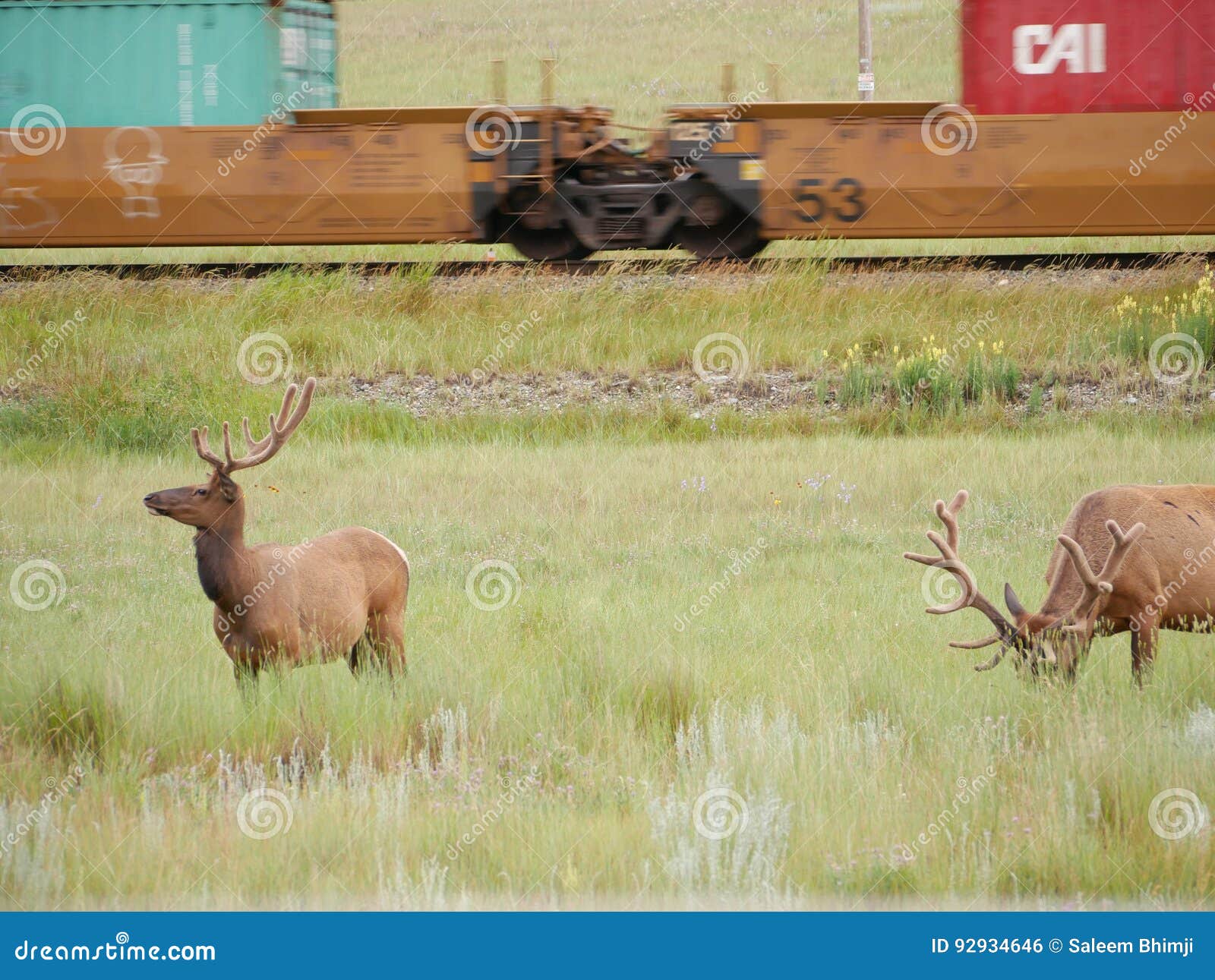 Deer in National Park editorial photo. Image of banff - 92934646