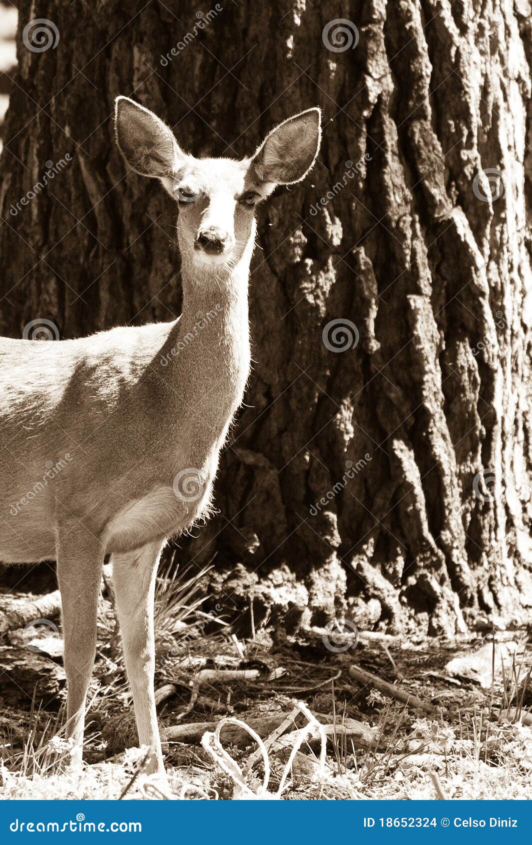 Deer in nature stock photo. Image of background, animals - 18652324