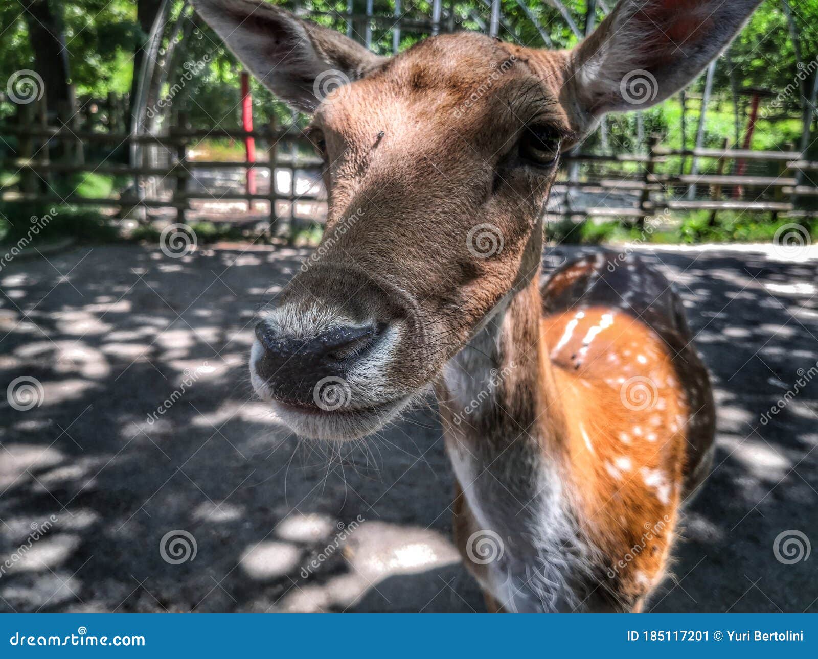 Deer Nature Contact stock image. Image of grazing, animal - 185117201