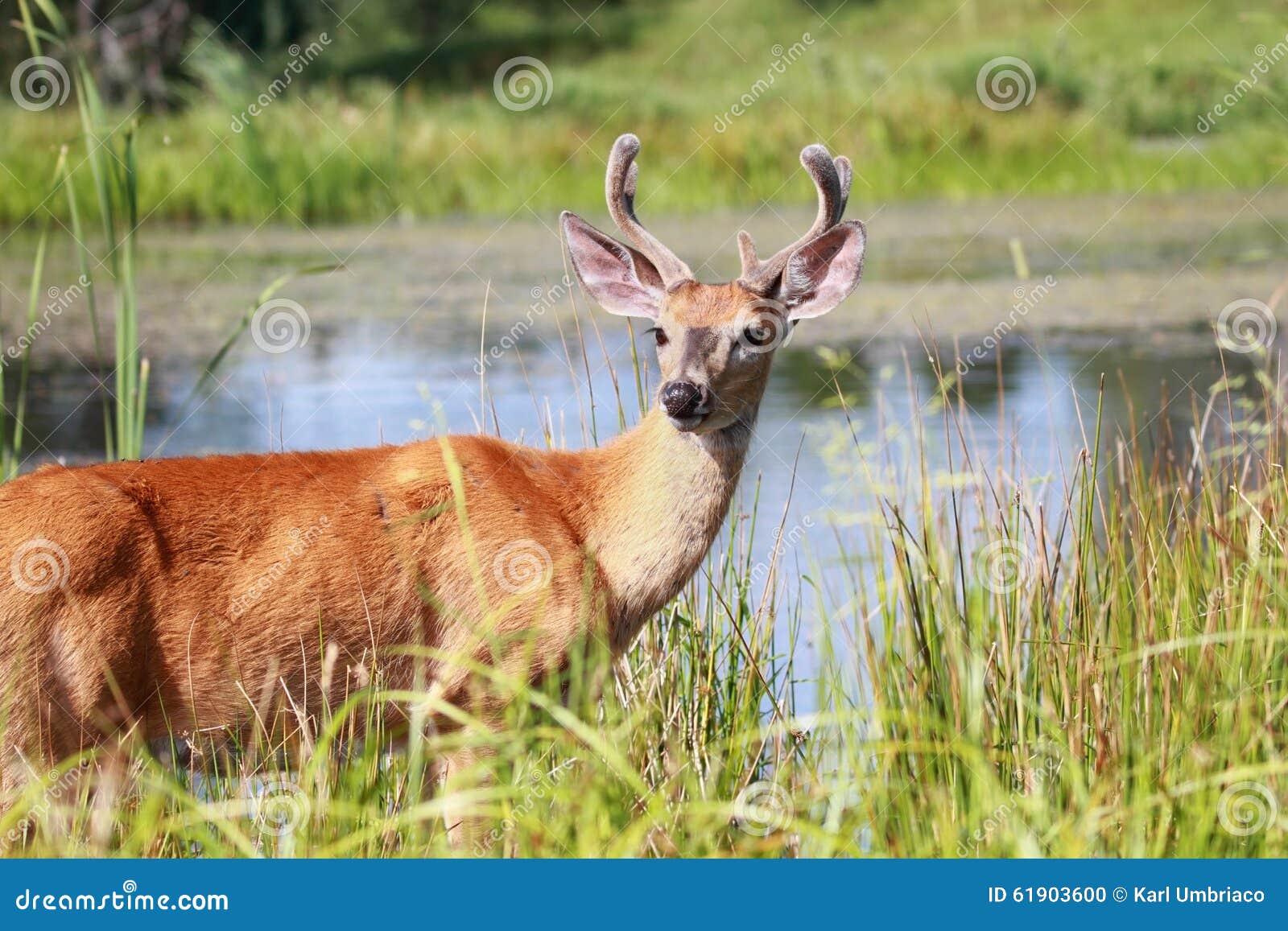 Deer in nature stock photo. Image of mammal, summer, deer - 61903600