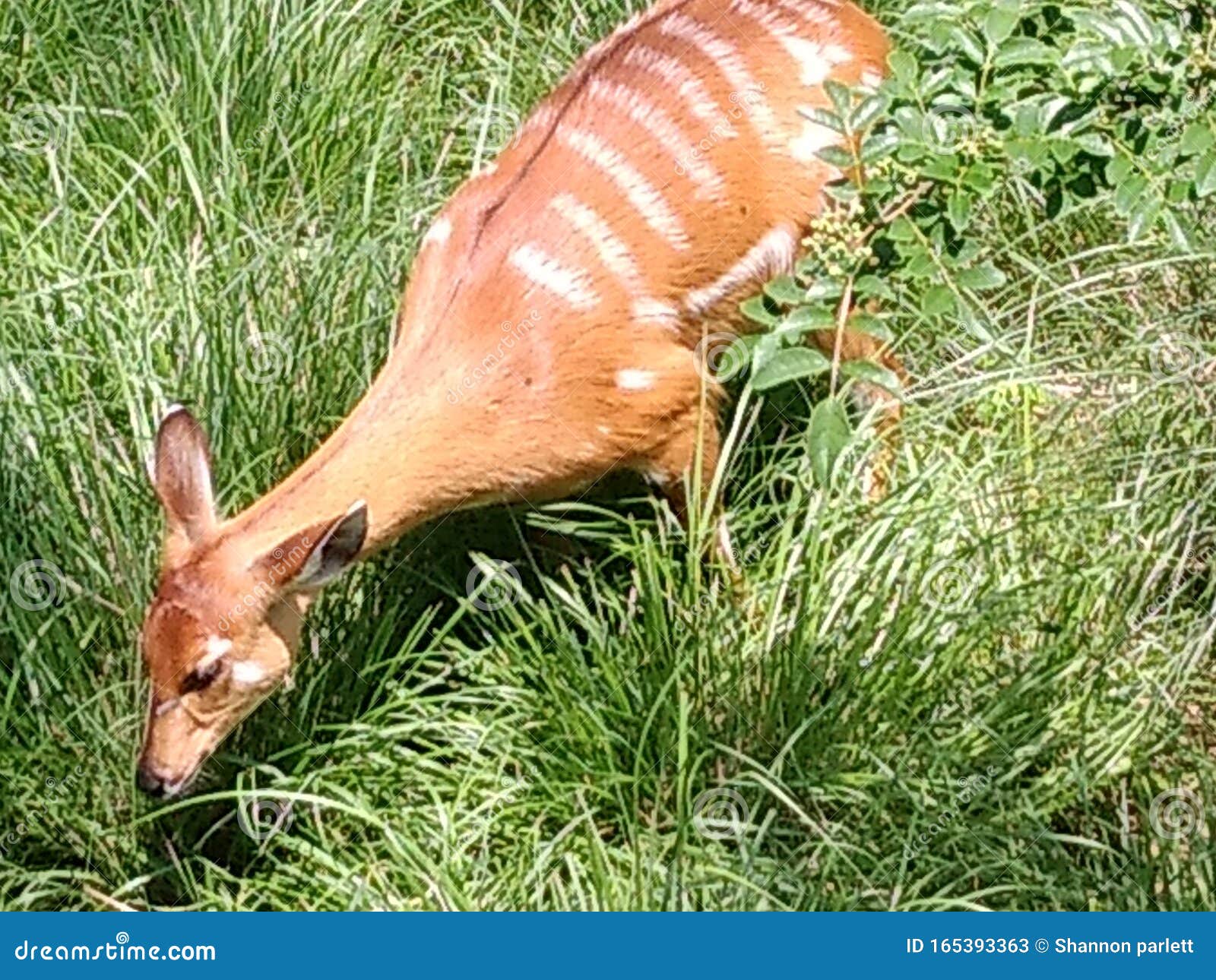 Deer nature wild zoo fun stock image. Image of wild - 165393363