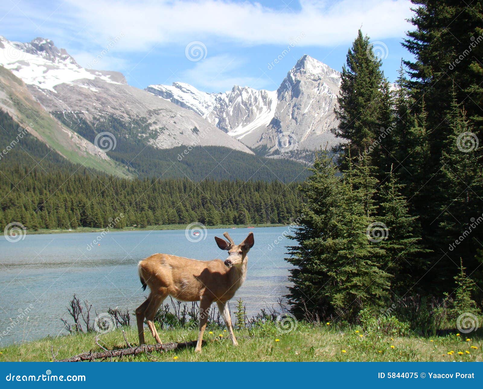 Deer near the lake stock image. Image of glacier, view - 5844075