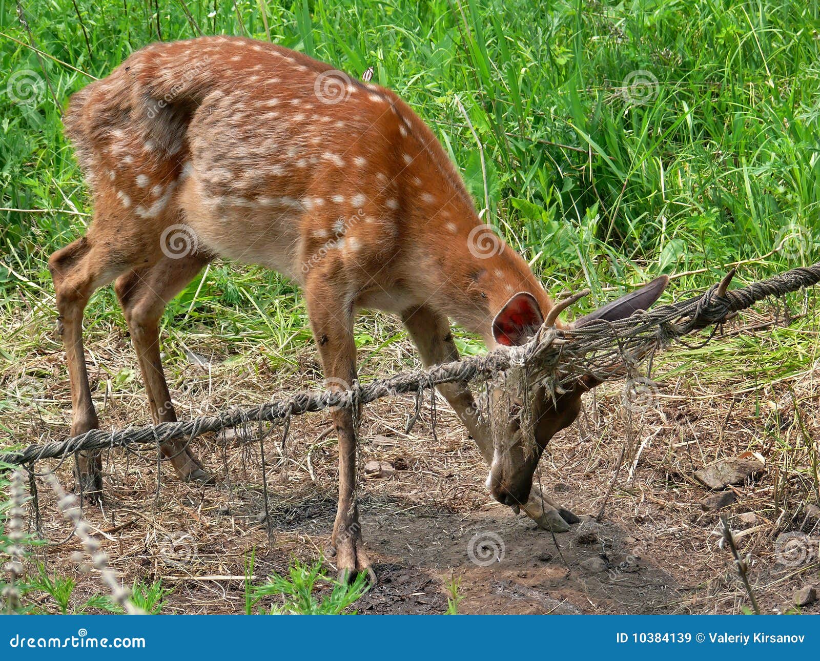 Deer in Net 3 stock image. Image of poach, netting, hoofs - 10384139