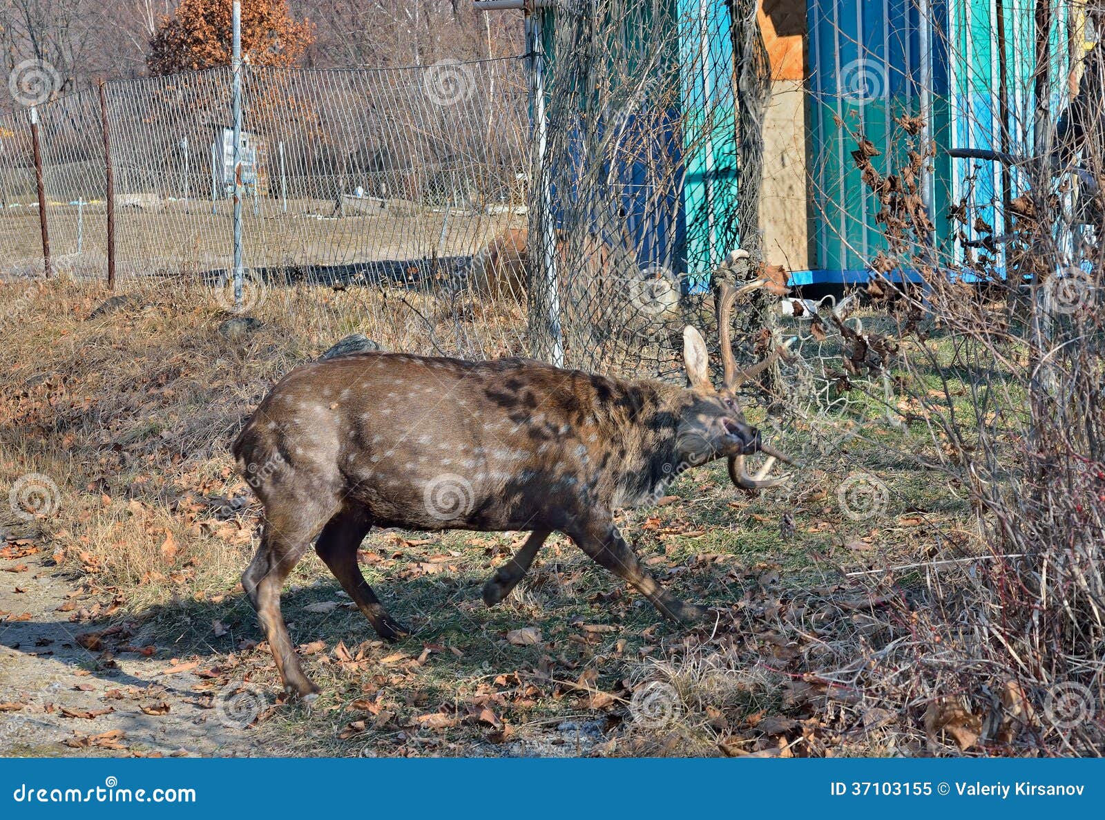 Deer in net 3 stock image. Image of horizontal, fence - 37103155