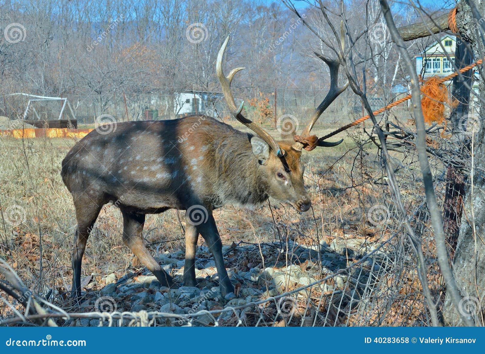 Deer in net 6 stock photo. Image of outdoors, dacha, flower - 40283658