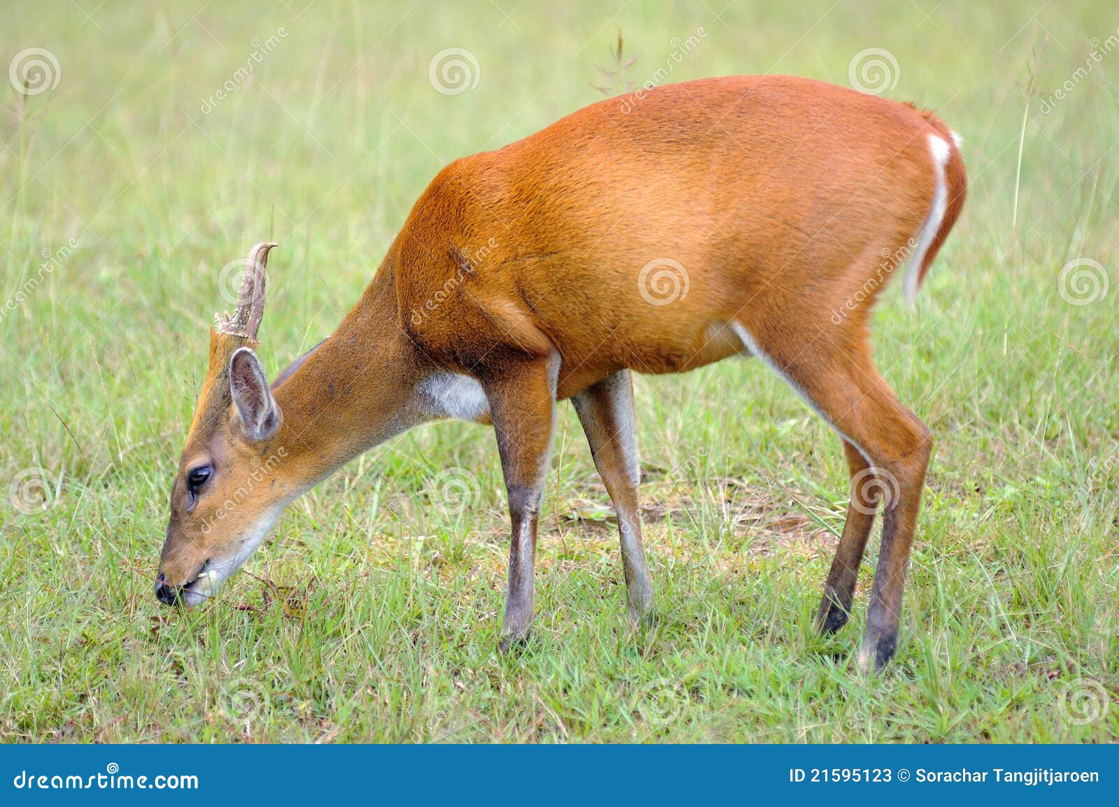 Deer nibble grass. stock image. Image of stands, deer - 21595123