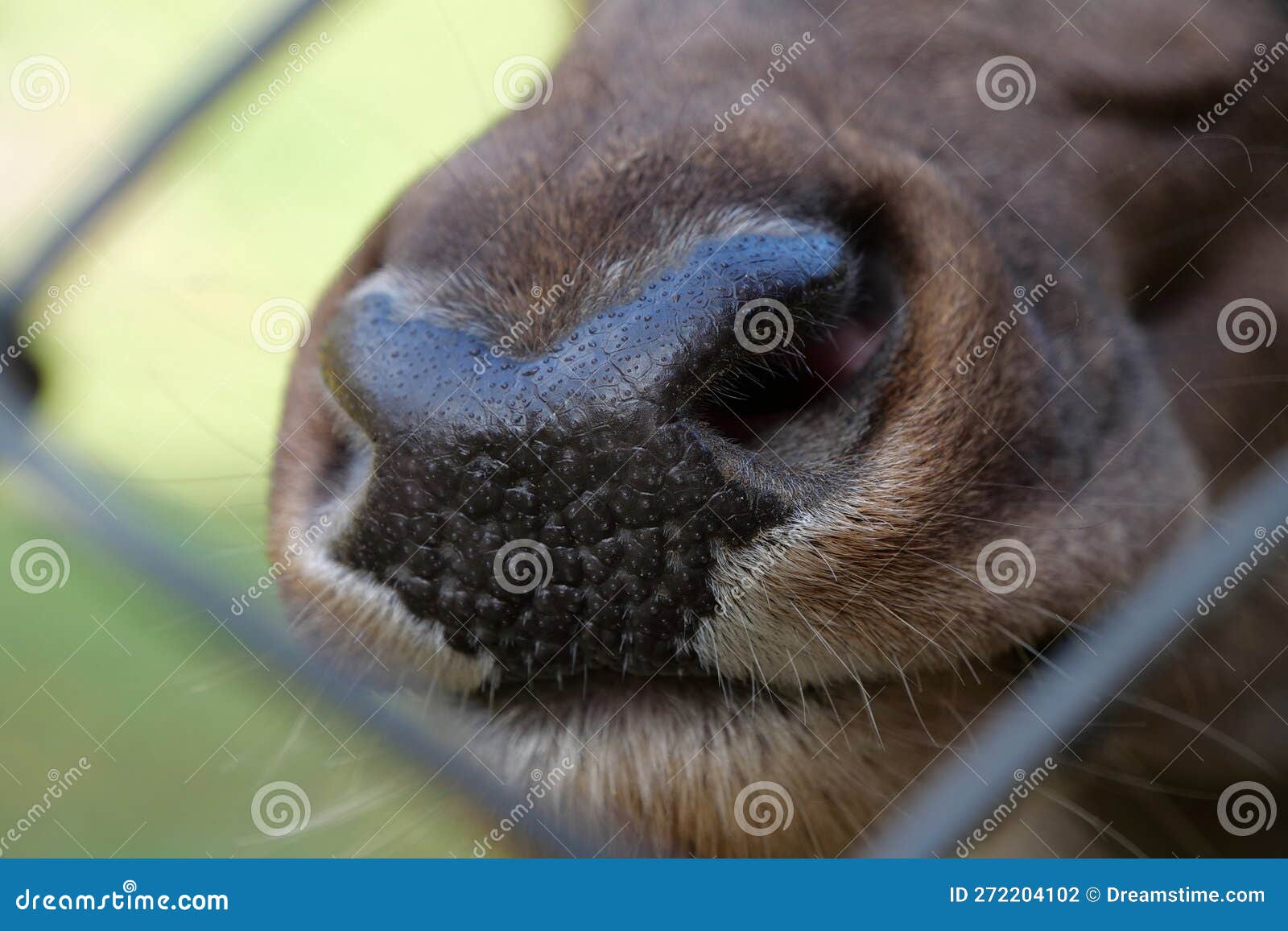 Deer nose extreme close up stock photo. Image of flair - 272204102