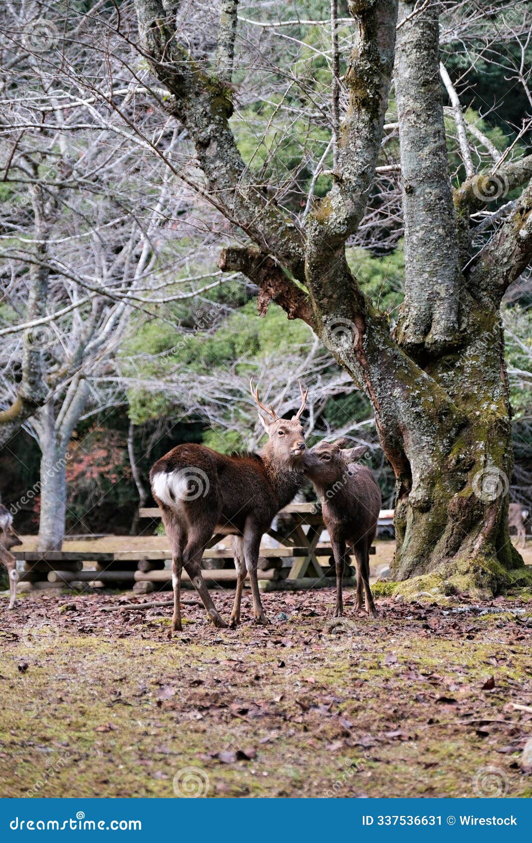 Deer Nuzzling in a Forest Clearing. Stock Image - Image of mammals ...