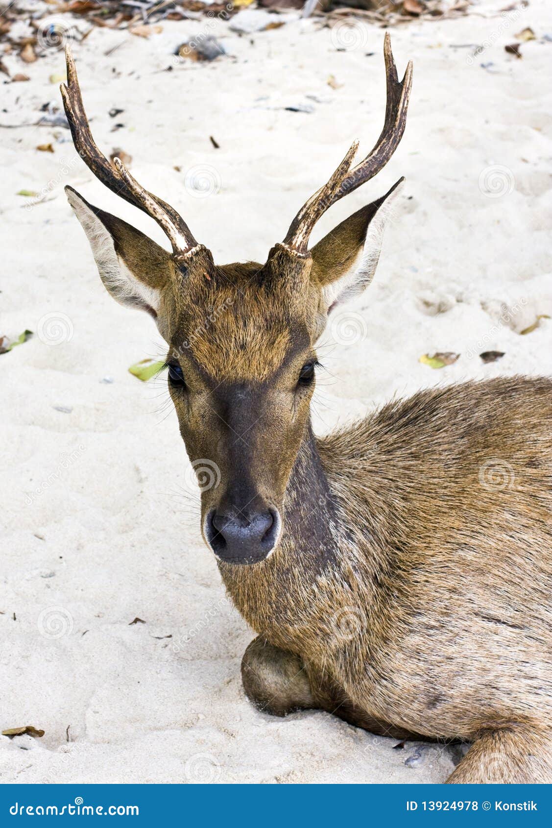 Deer in ocean stock photo. Image of life, wildlife, deer - 13924978
