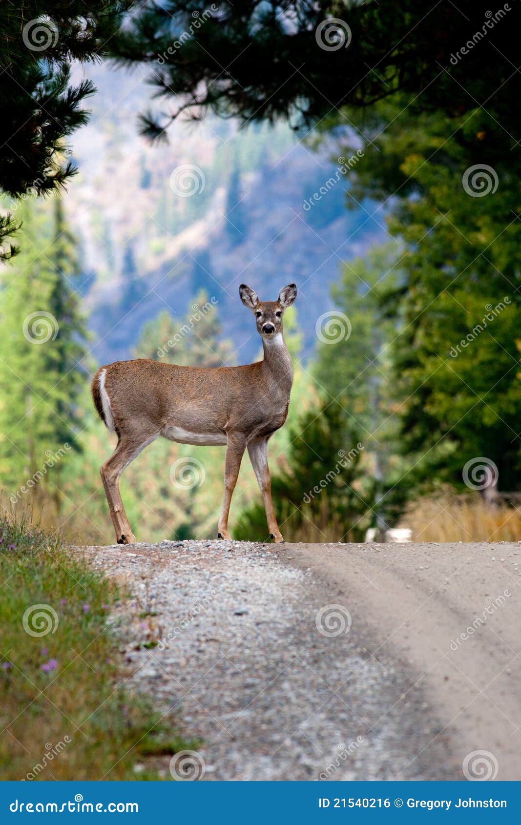 Deer with one antler. stock photo. Image of buck, fauna - 21540216
