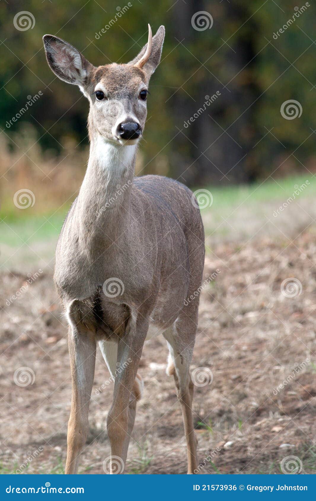 Deer with one antler. stock photo. Image of whitetail - 21573936