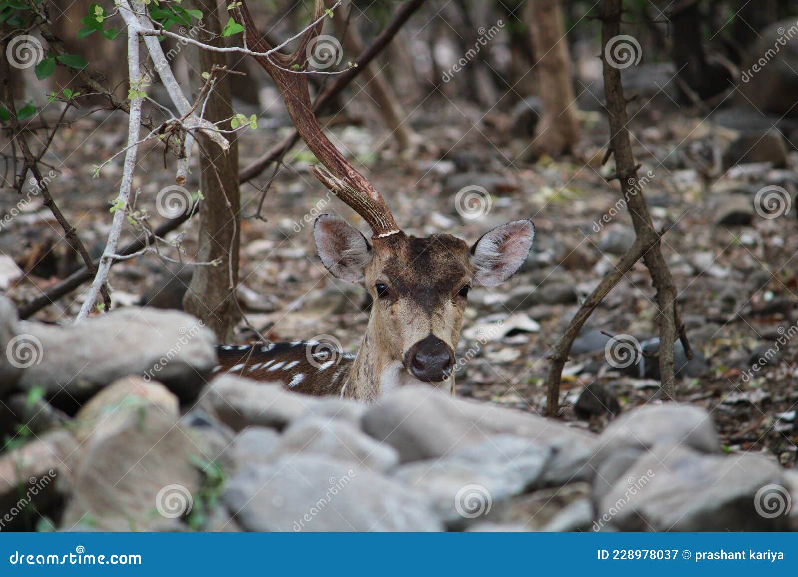 Deer with One Horn Staring at Camera Stock Image - Image of wildlife ...