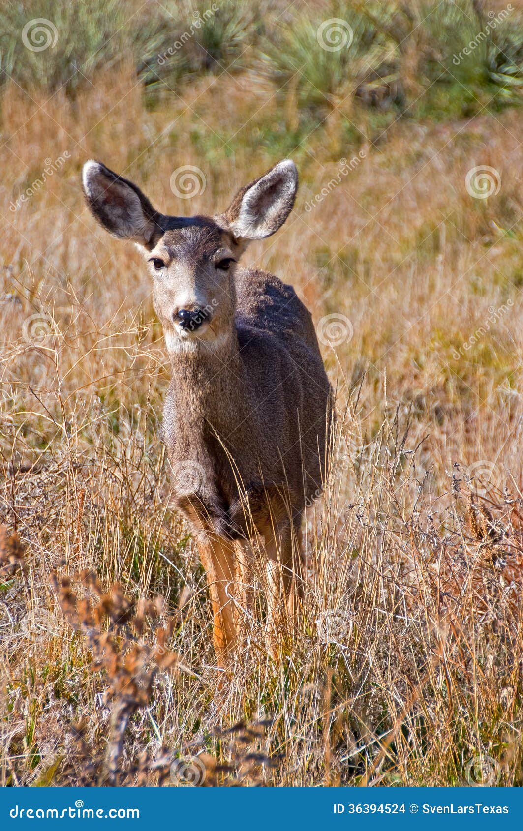 Deer One stock photo. Image of head, farm, states, horns - 36394524