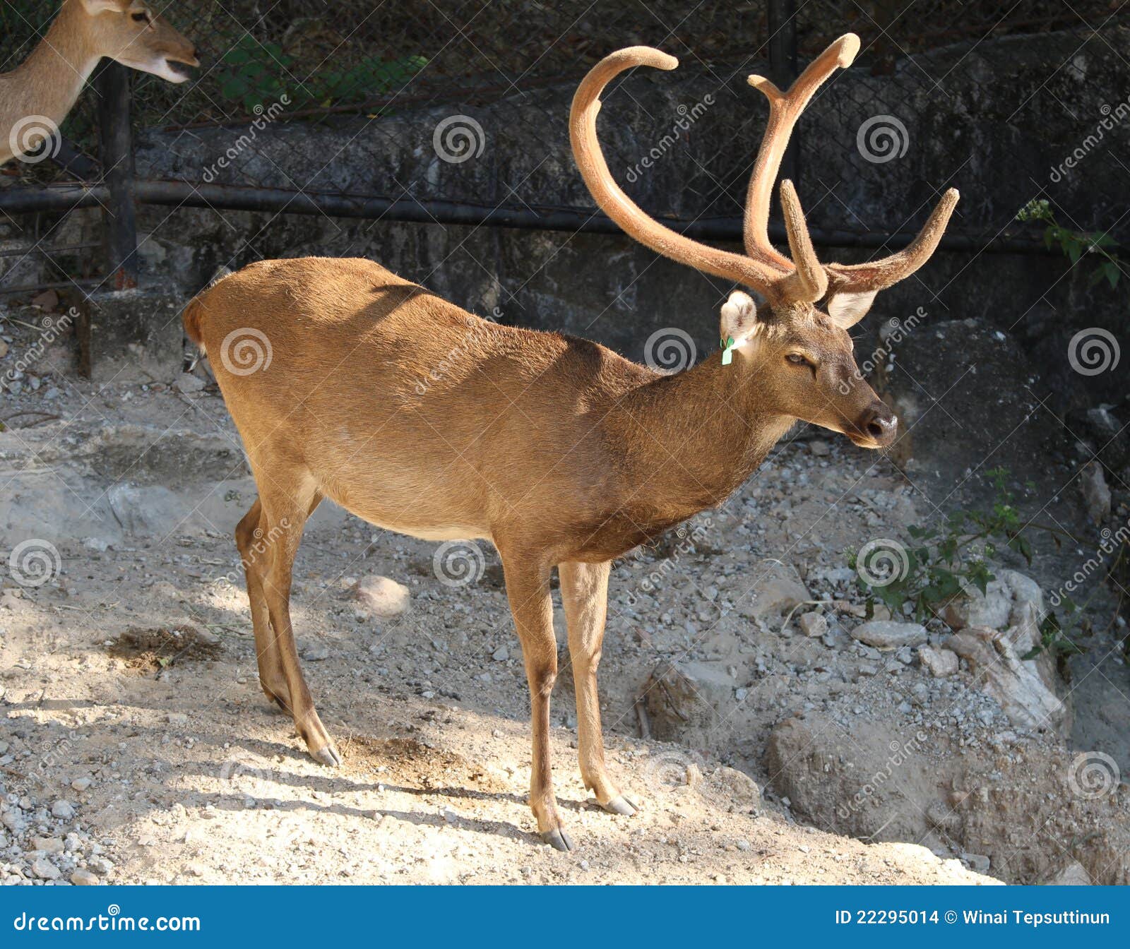 Deer in the open zoo stock photo. Image of mammal, horn - 22295014