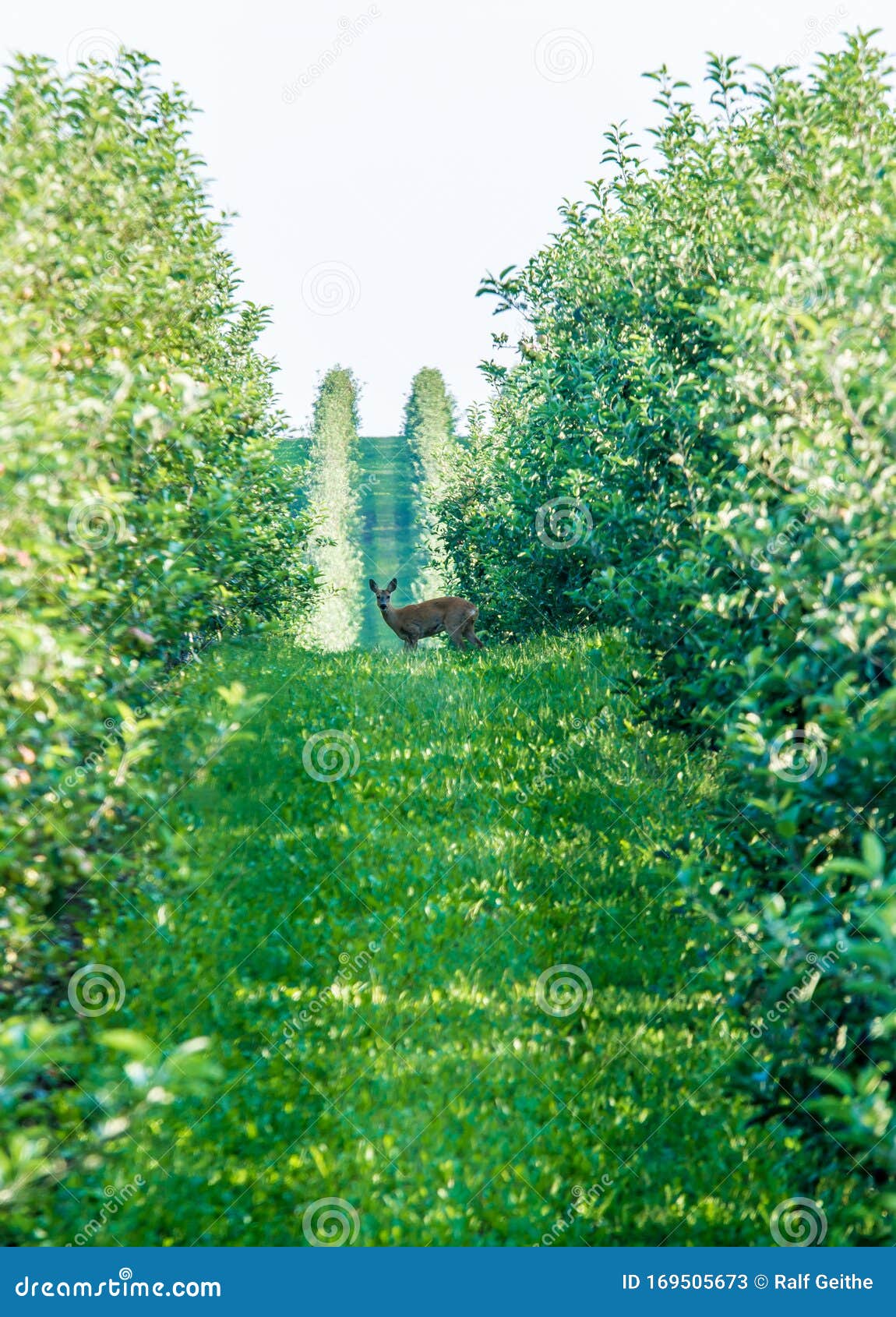 Deer in an orchard stock image. Image of ranger, jump - 169505673