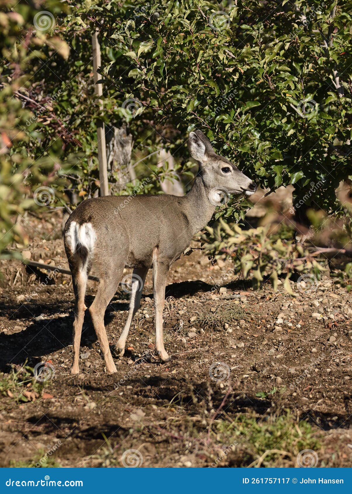 Deer and the orchard stock image. Image of deer, animal - 261757117