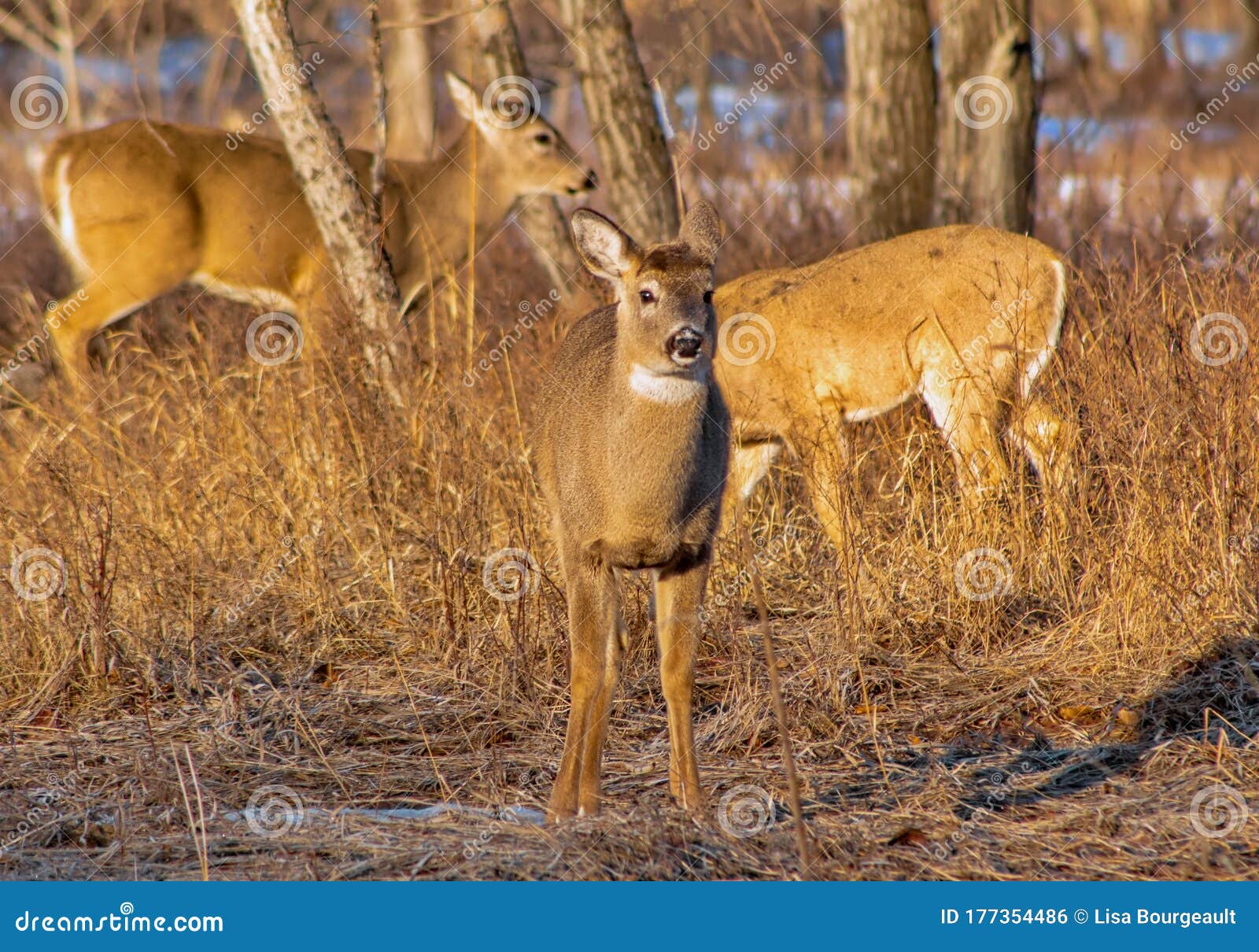 Deer Outside in a Park stock photo. Image of animal - 177354486