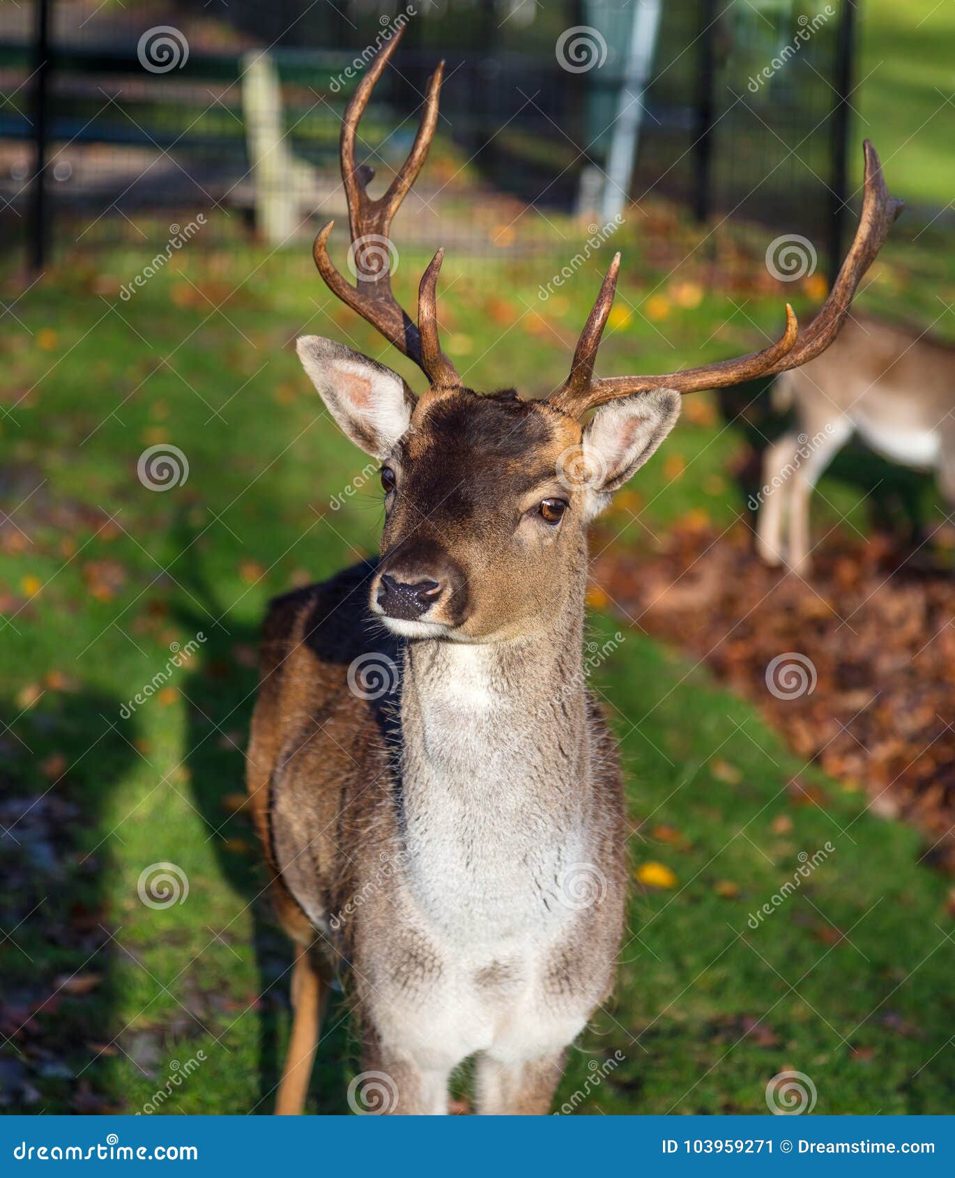 Deer looking at the camera stock image. Image of deer - 103959271