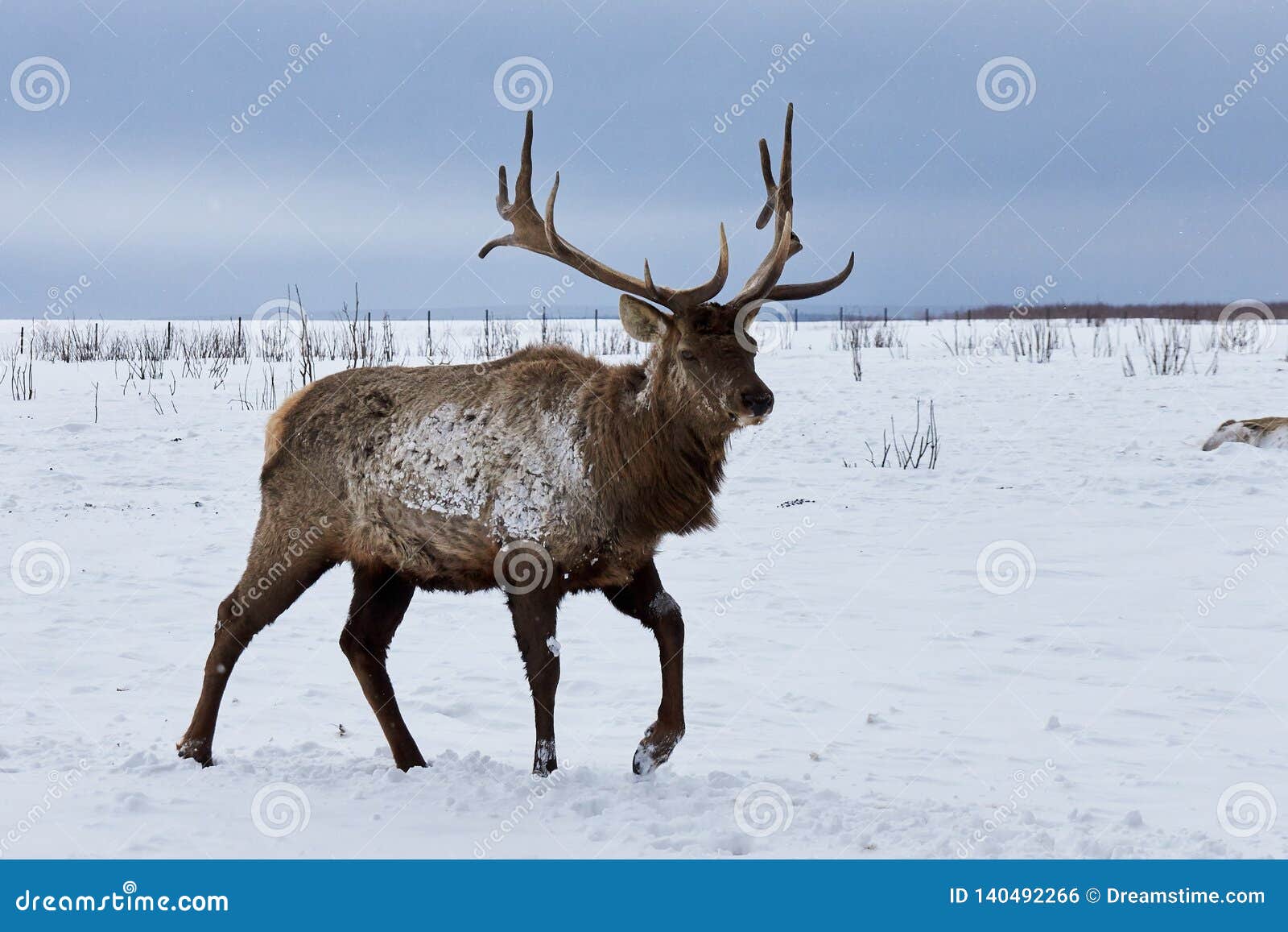 Beautiful Deer in Winter Pasture Stock Photo - Image of wild, deer ...